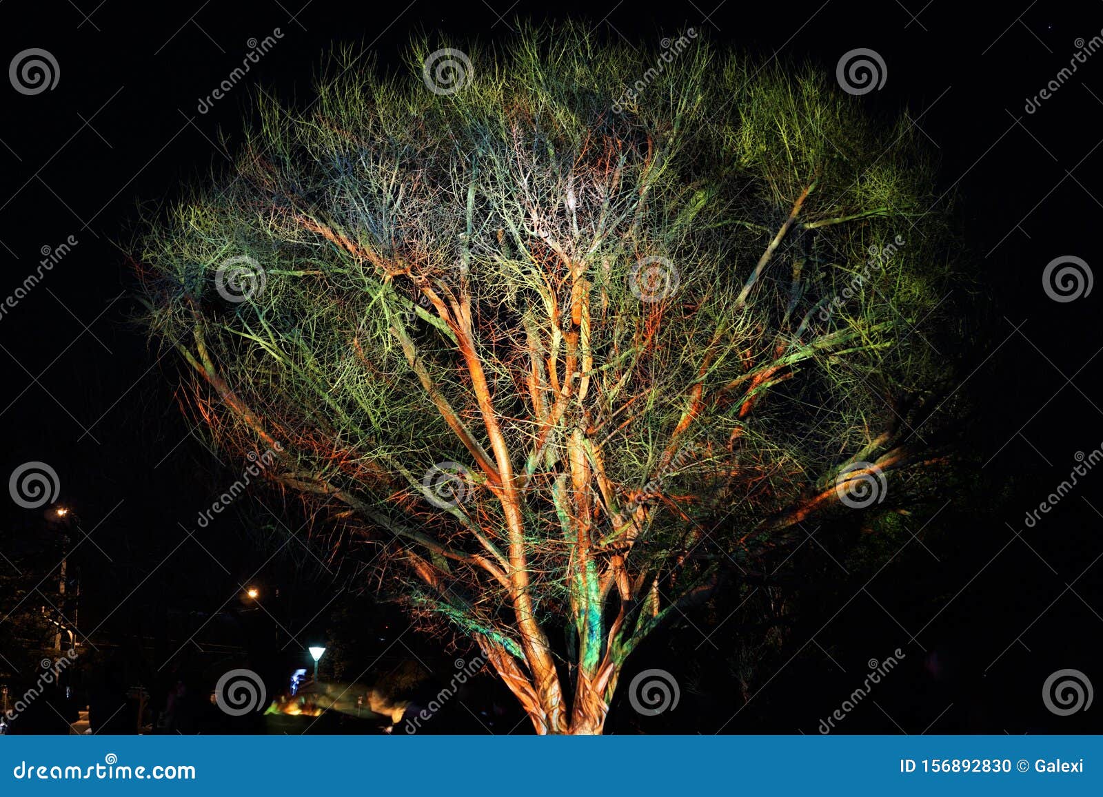 Colorful Tree in Night Time Stock Photo - Image of night, events: 156892830