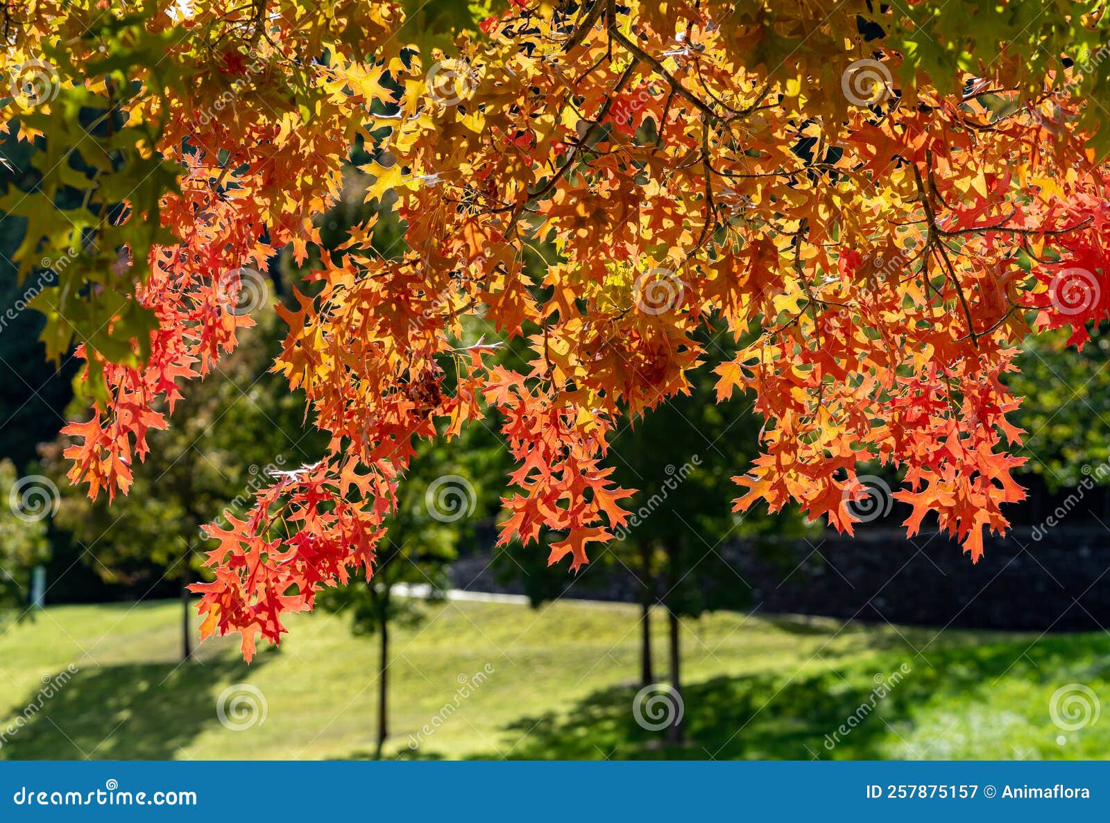 Colorful Tree in a Park in Autumn Stock Image - Image of foliage, park ...