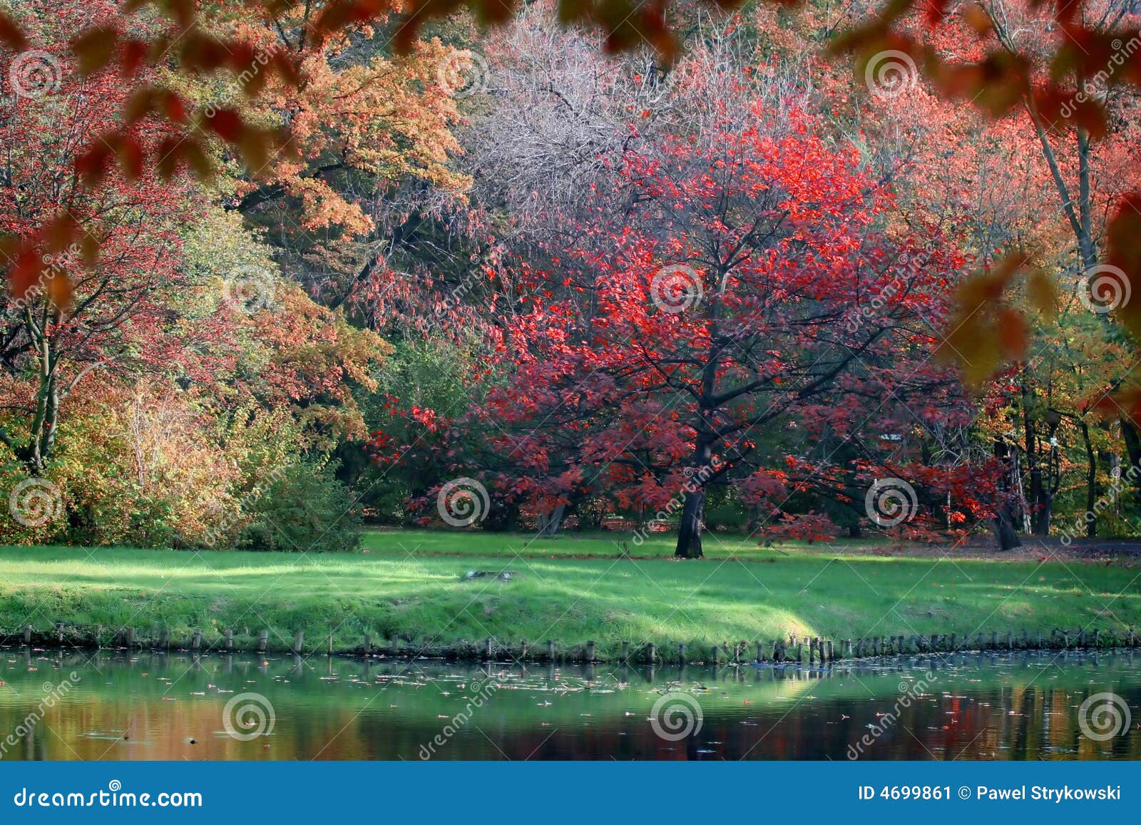 Colorful tree and pond stock image. Image of leaves, composition - 4699861