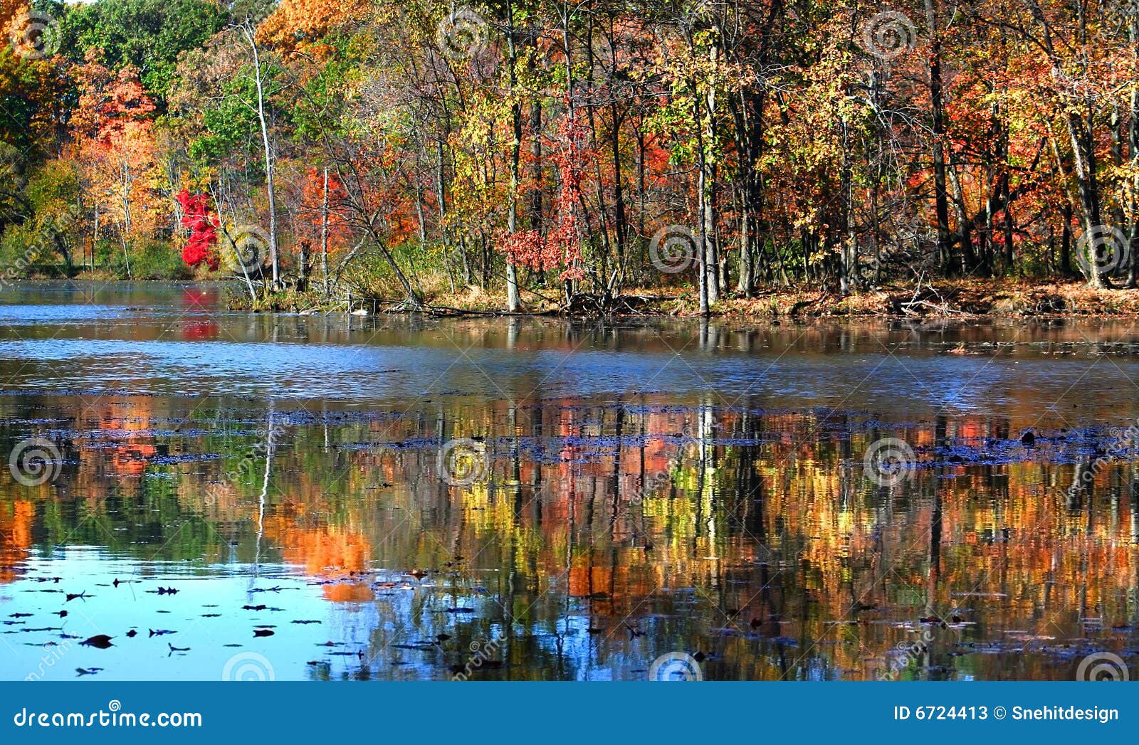 Colorful Tree Reflections stock image. Image of pond, coast - 6724413