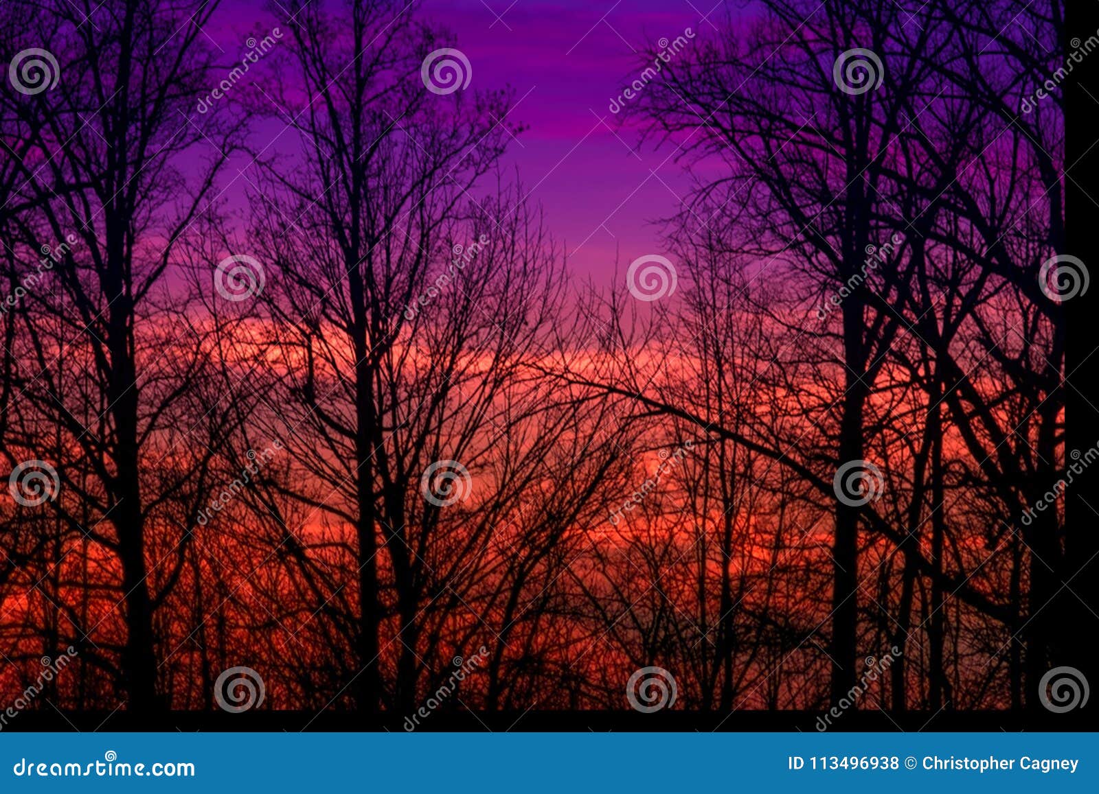Colorful Tree Silhouette stock photo. Image of landscape - 113496938