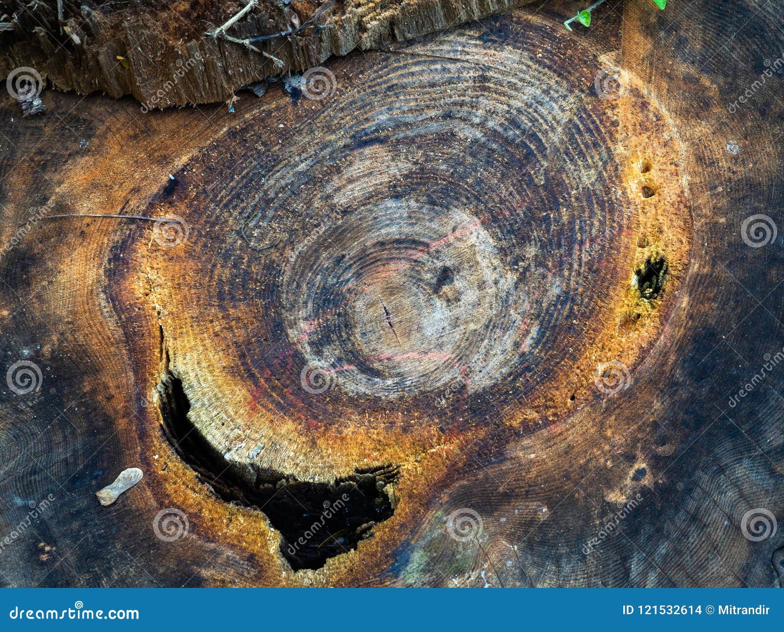Colorful tree stump stock photo. Image of park, season - 121532614