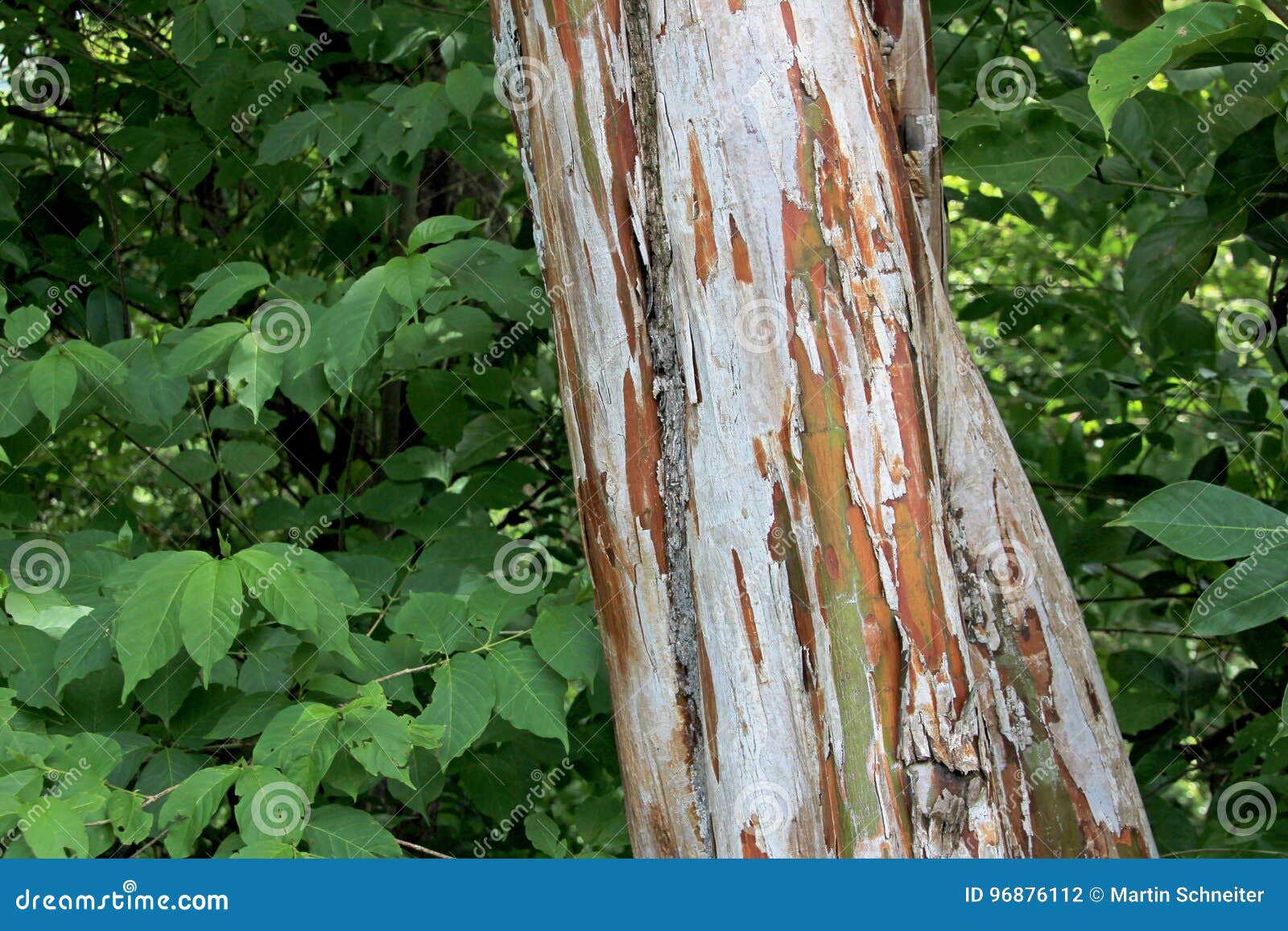 Colorful Tree Trunk, Costa Rica Stock Photo - Image of natural, garden ...