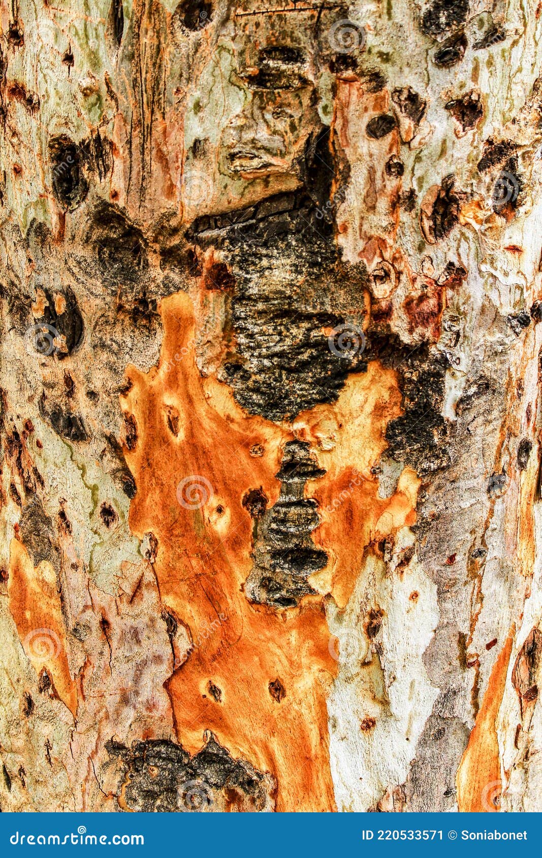 Colorful Tree Trunk Texture in the Forest Stock Image - Image of bark ...