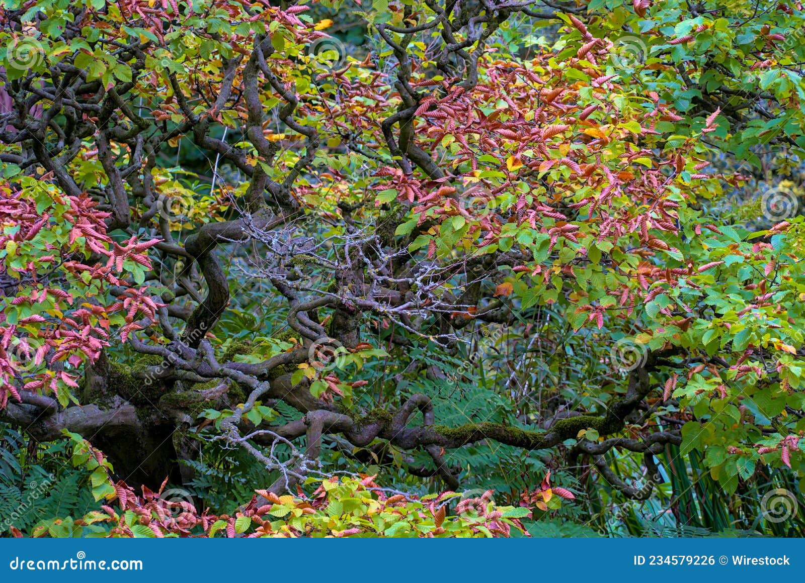 Colorful Tree and Vegetation Stock Photo - Image of summer, wood: 234579226