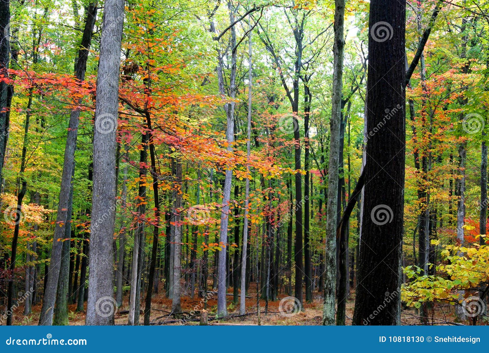 Colorful trees stock photo. Image of trees, nature, autumn - 10818130