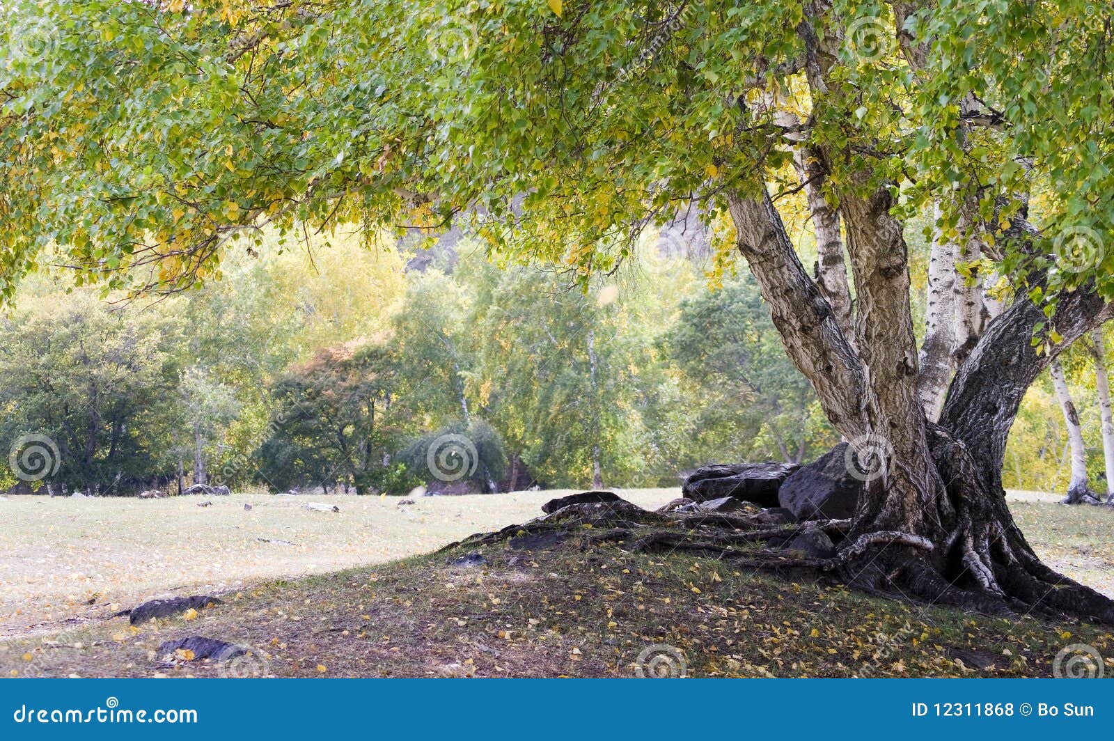 Colorful trees stock photo. Image of colorful, entangle - 12311868