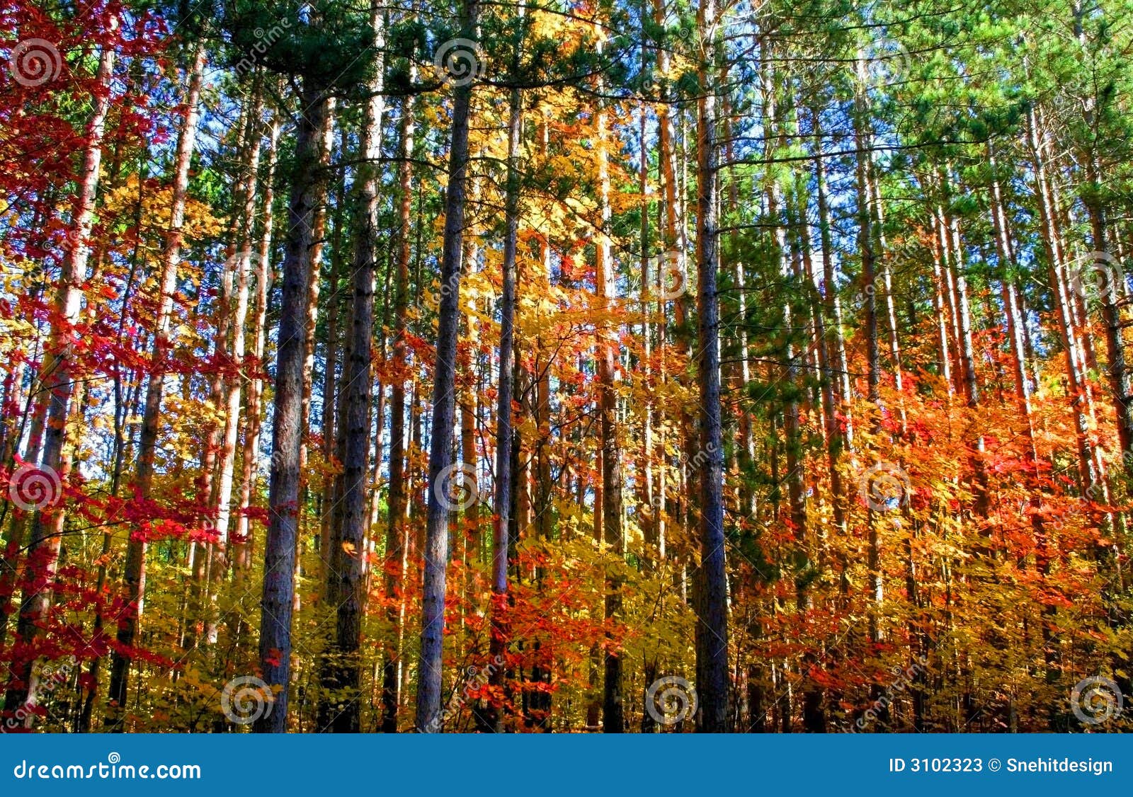 Colorful Trees stock image. Image of live, tree, season - 3102323