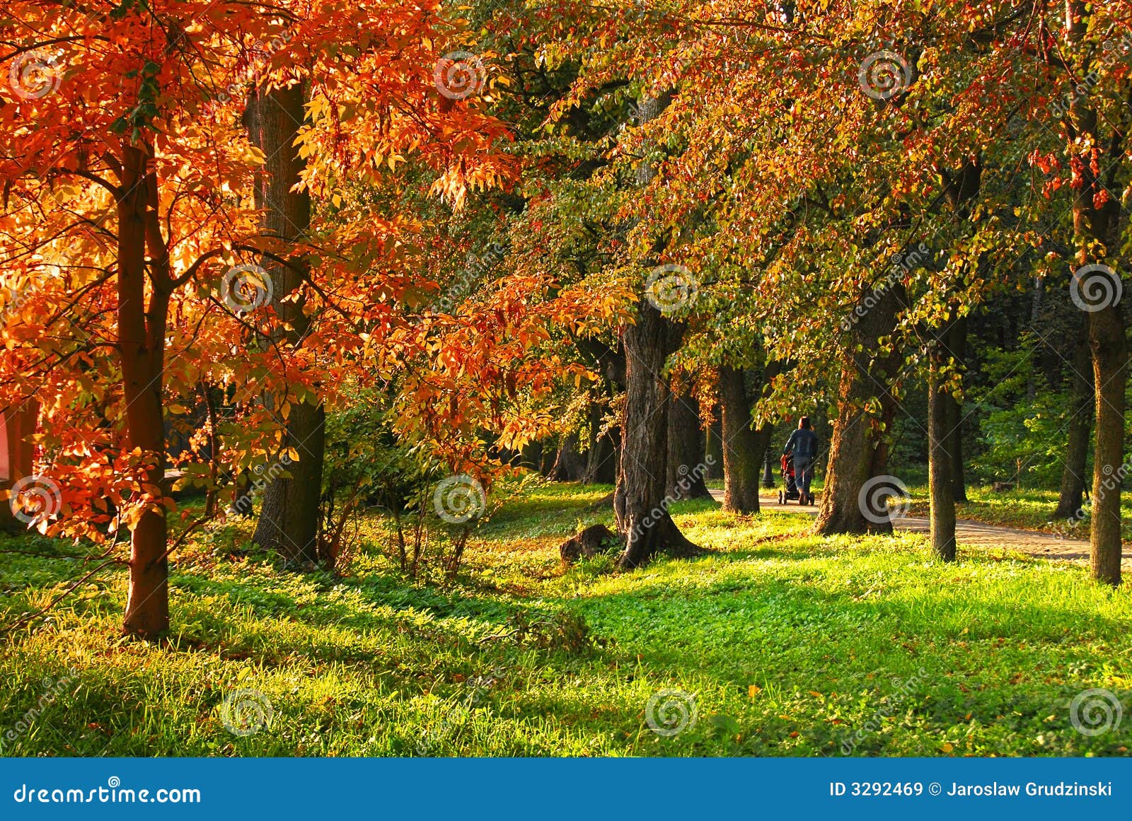 Colorful trees stock image. Image of november, leaves - 3292469