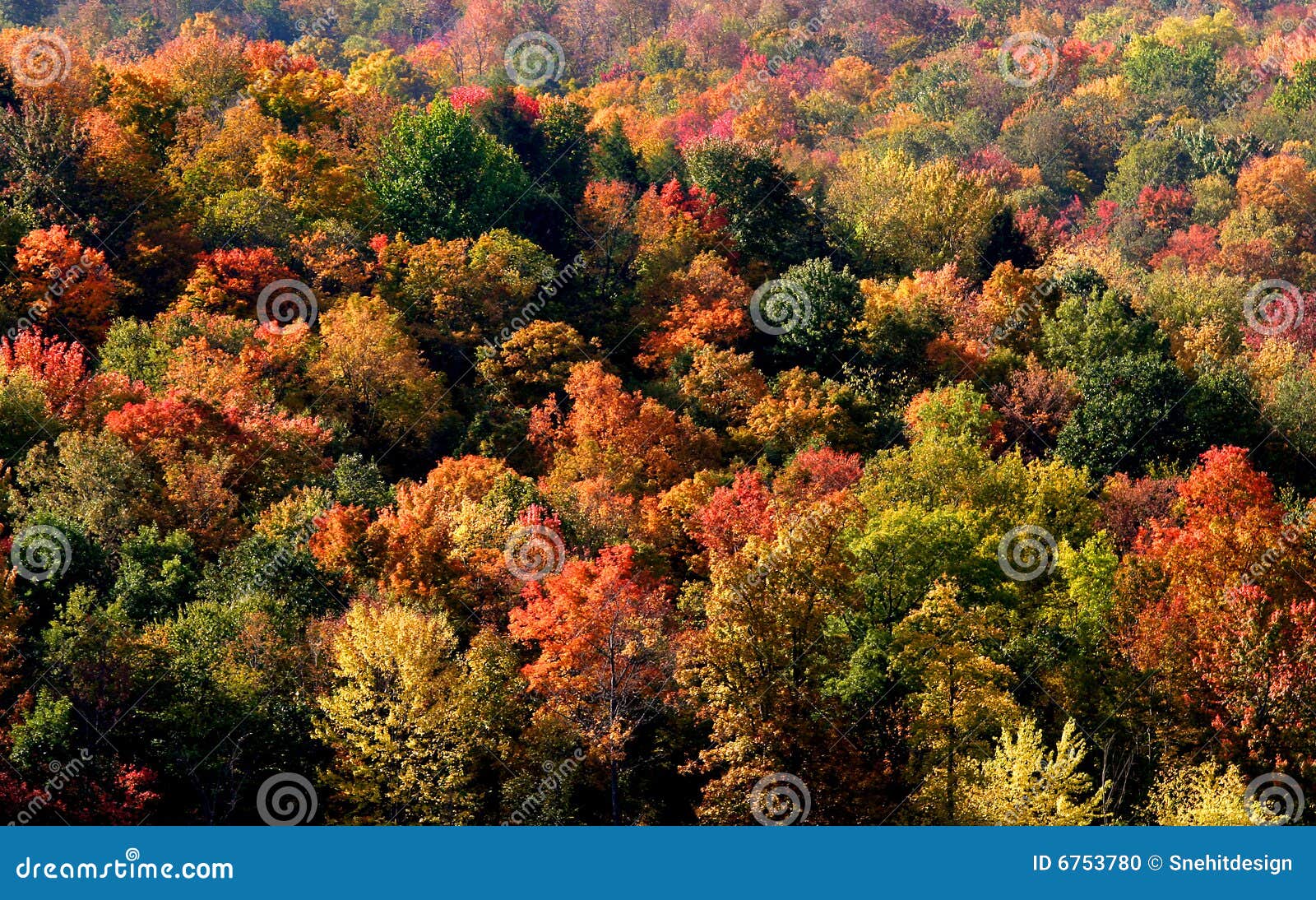 Colorful Trees Stock Photo - Image: 6753780