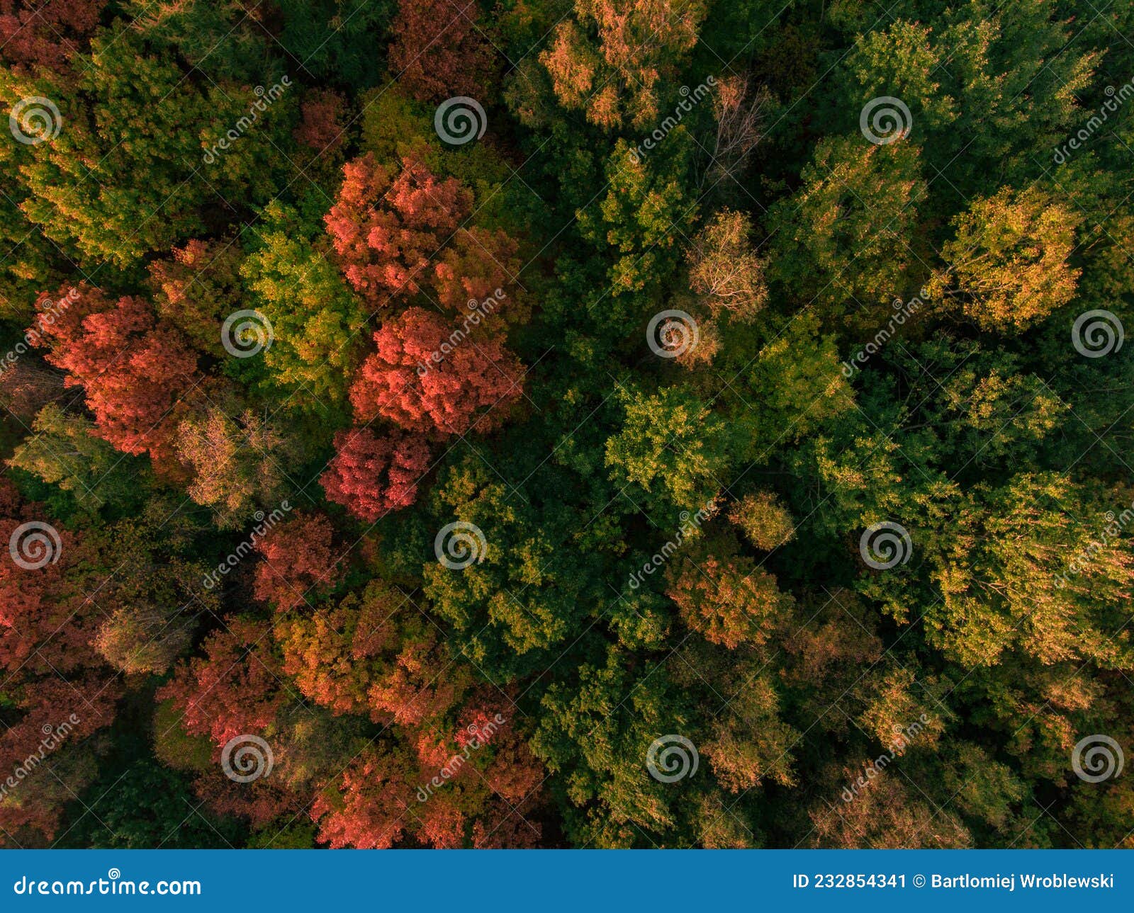 Colorful trees from above stock image. Image of season - 232854341