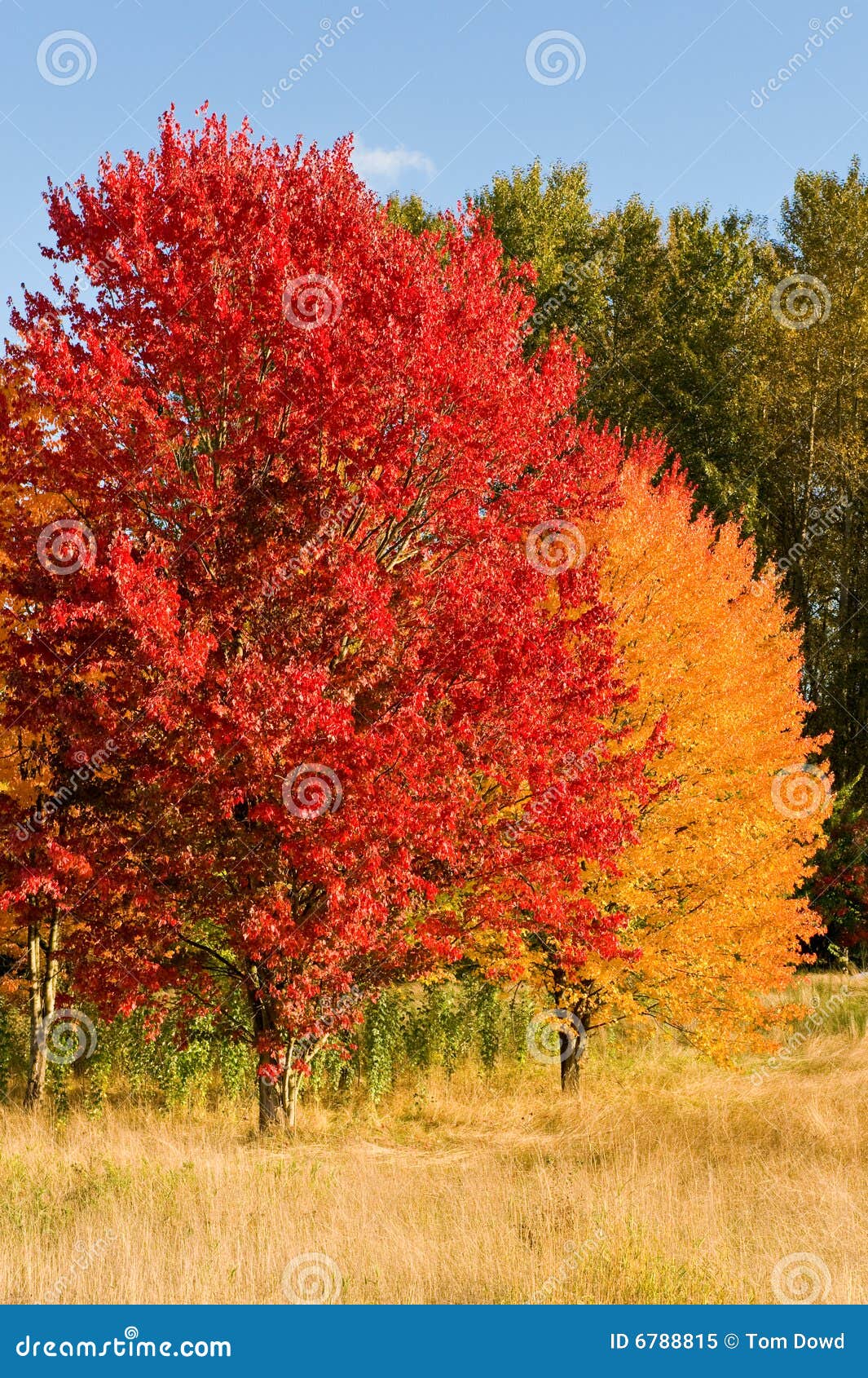Colorful trees in autumn stock image. Image of beautiful - 6788815
