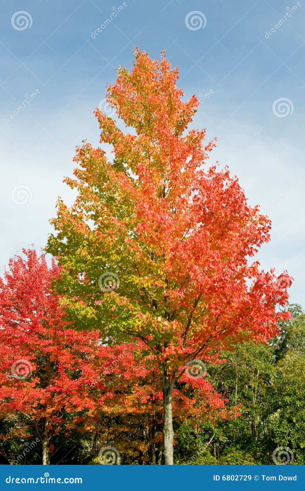 Colorful trees in autumn stock image. Image of landscape - 6802729