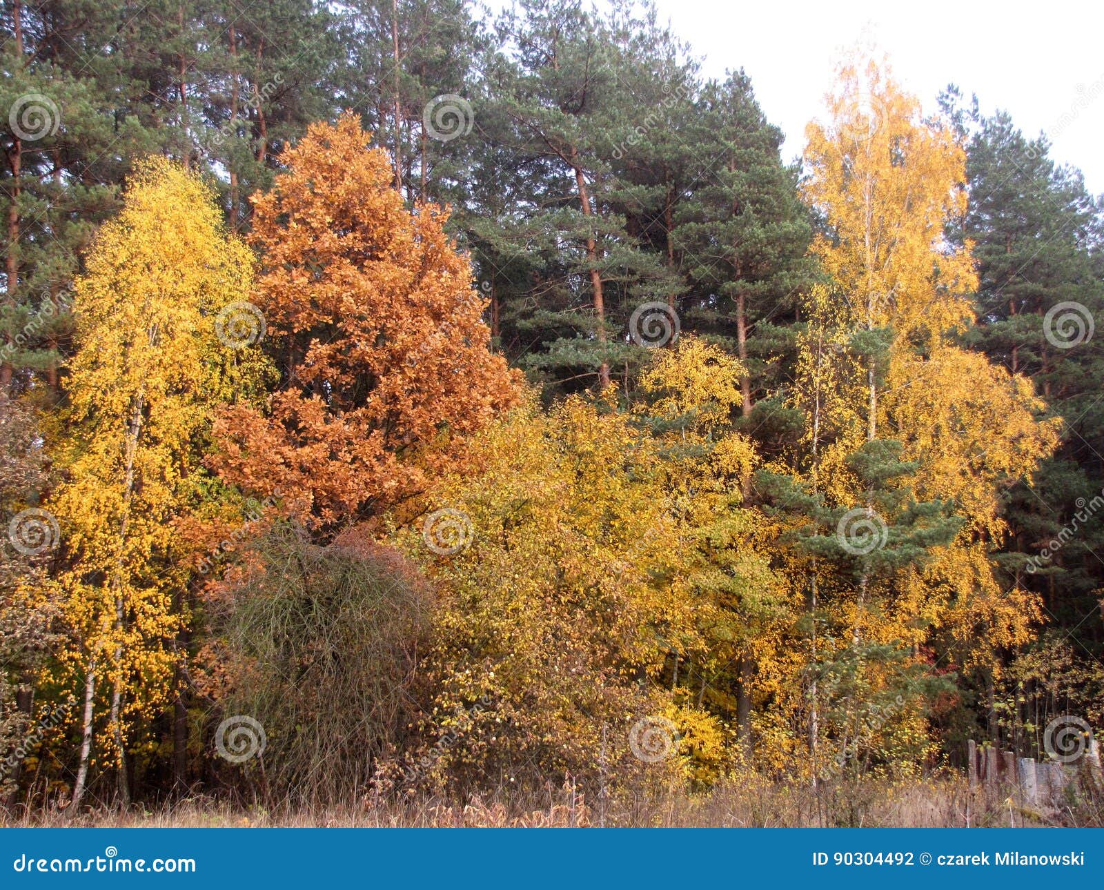 Colorful trees stock photo. Image of spring, aura, tree - 90304492