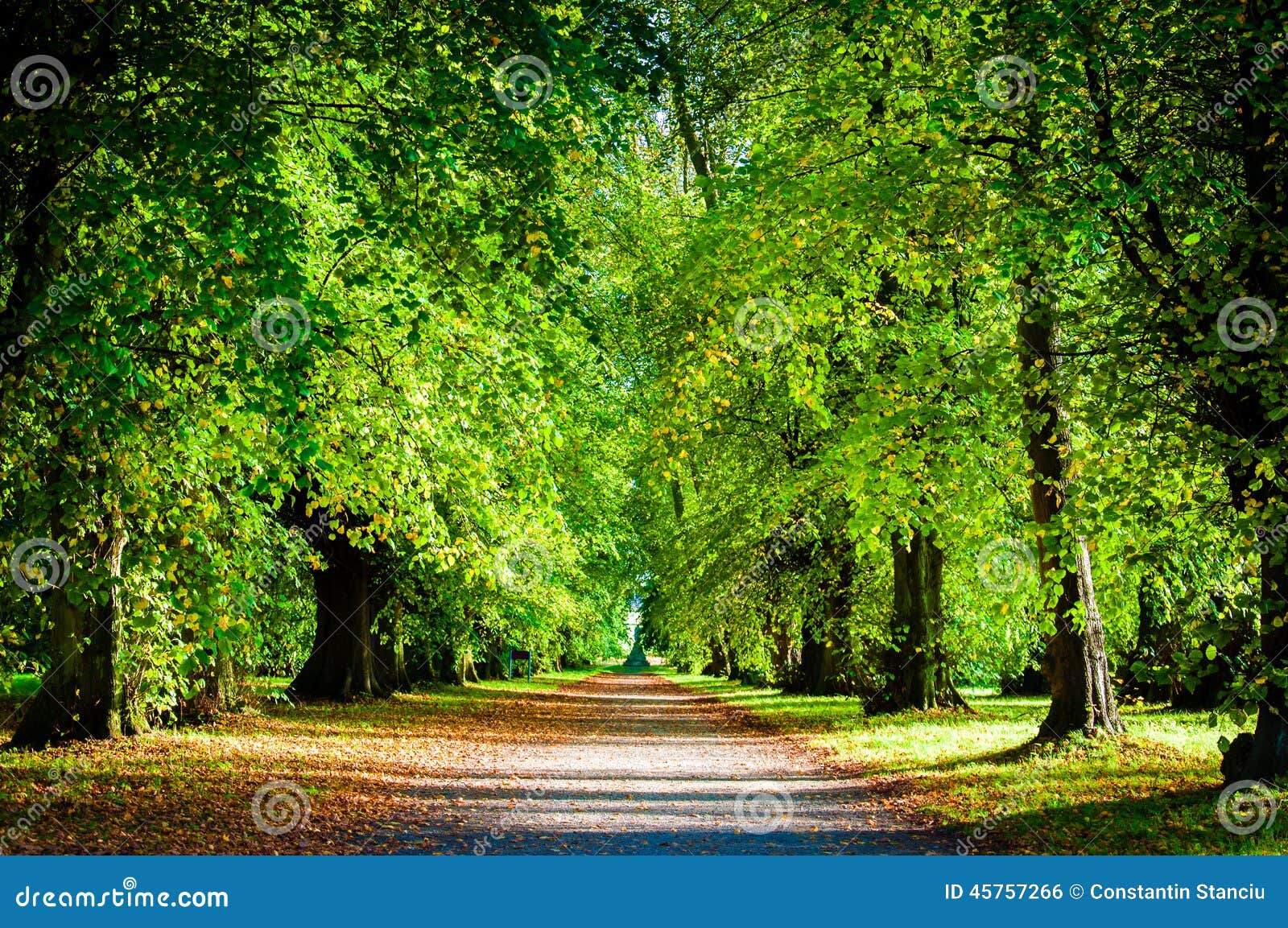 Colorful Trees in Autumn Park Stock Photo - Image of green, bright ...