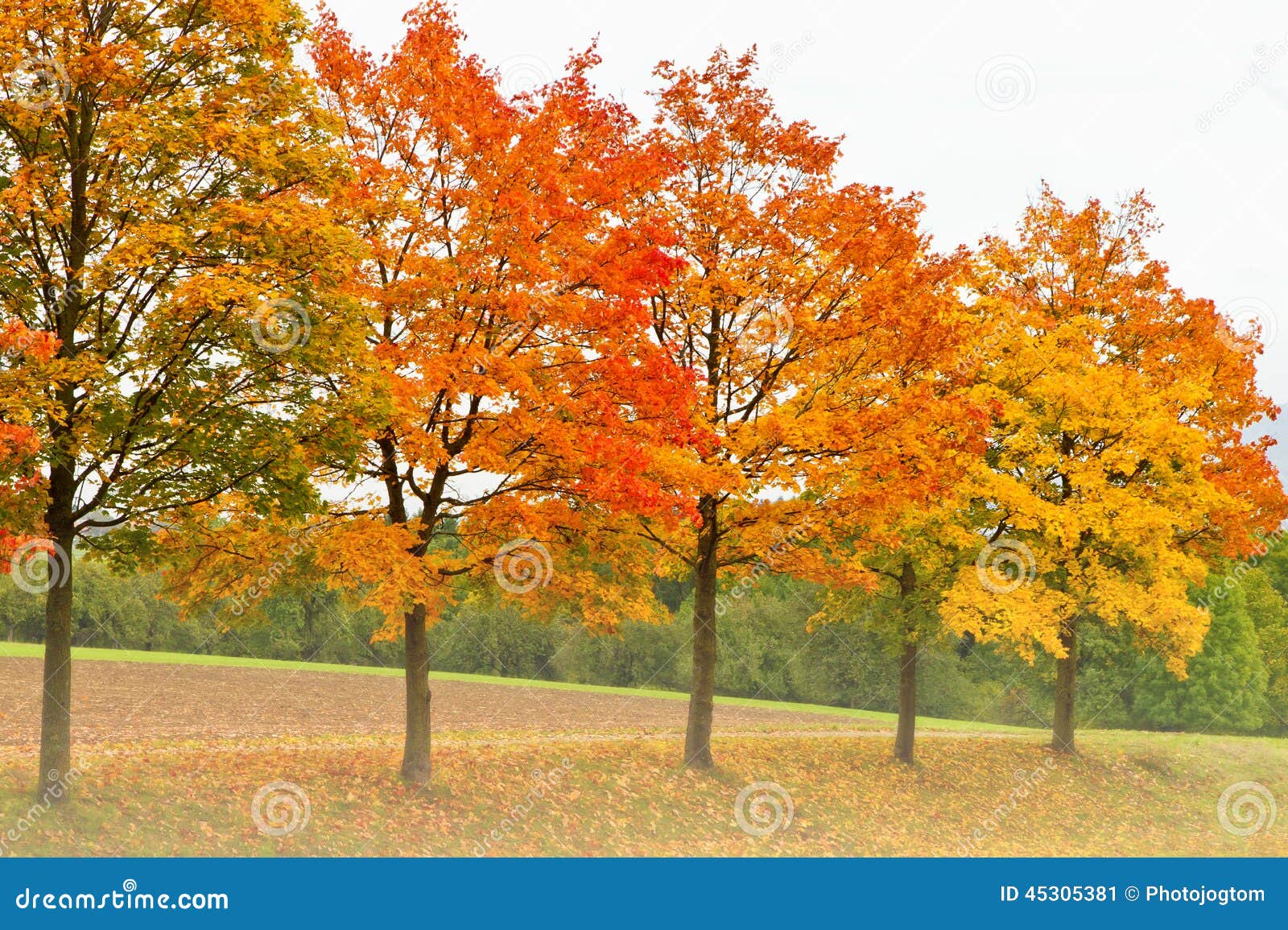 Colorful trees in autumn stock image. Image of green - 45305381