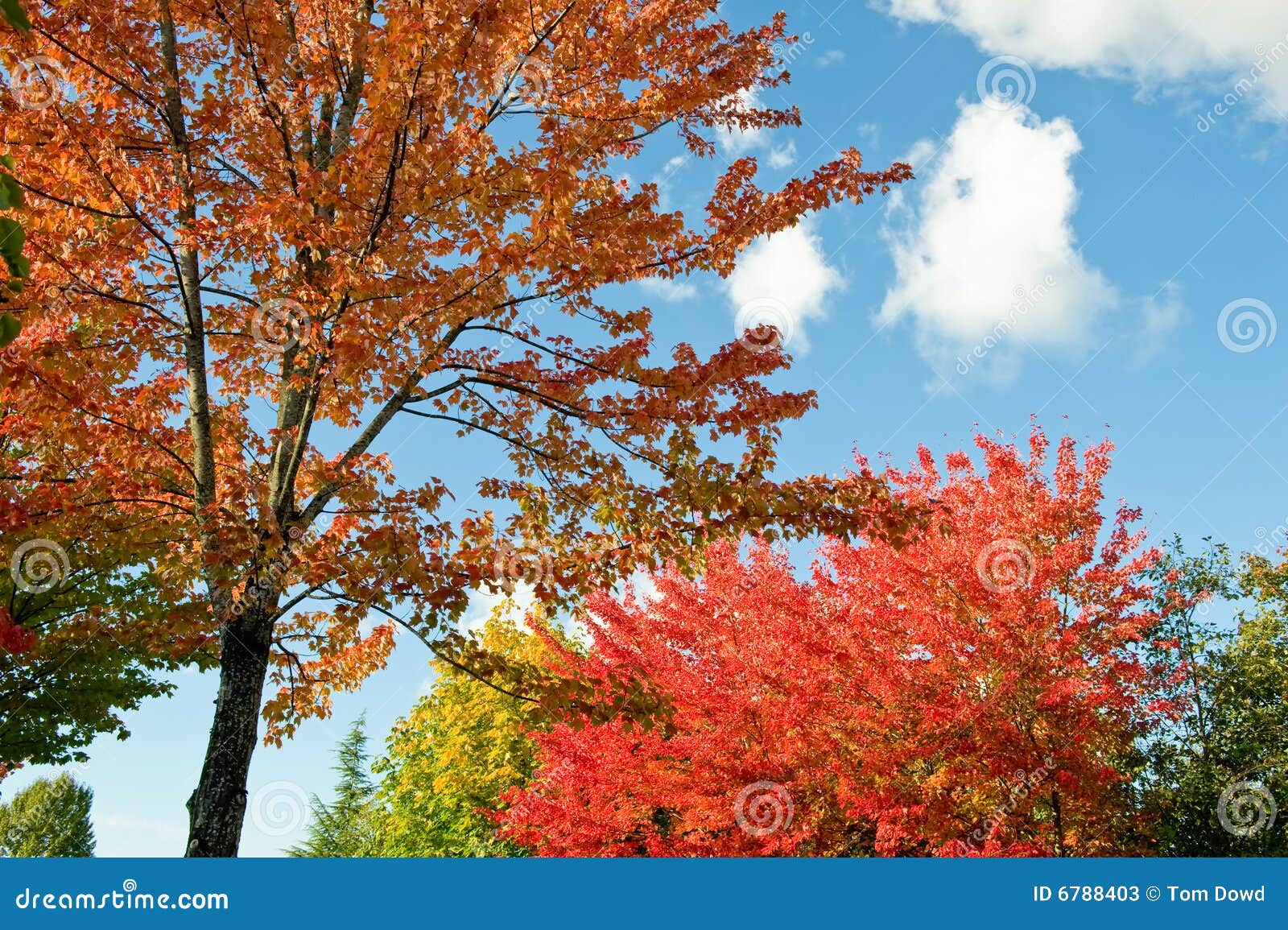 Colorful Trees in Autumn Scene Stock Image - Image of scenic, colourful ...