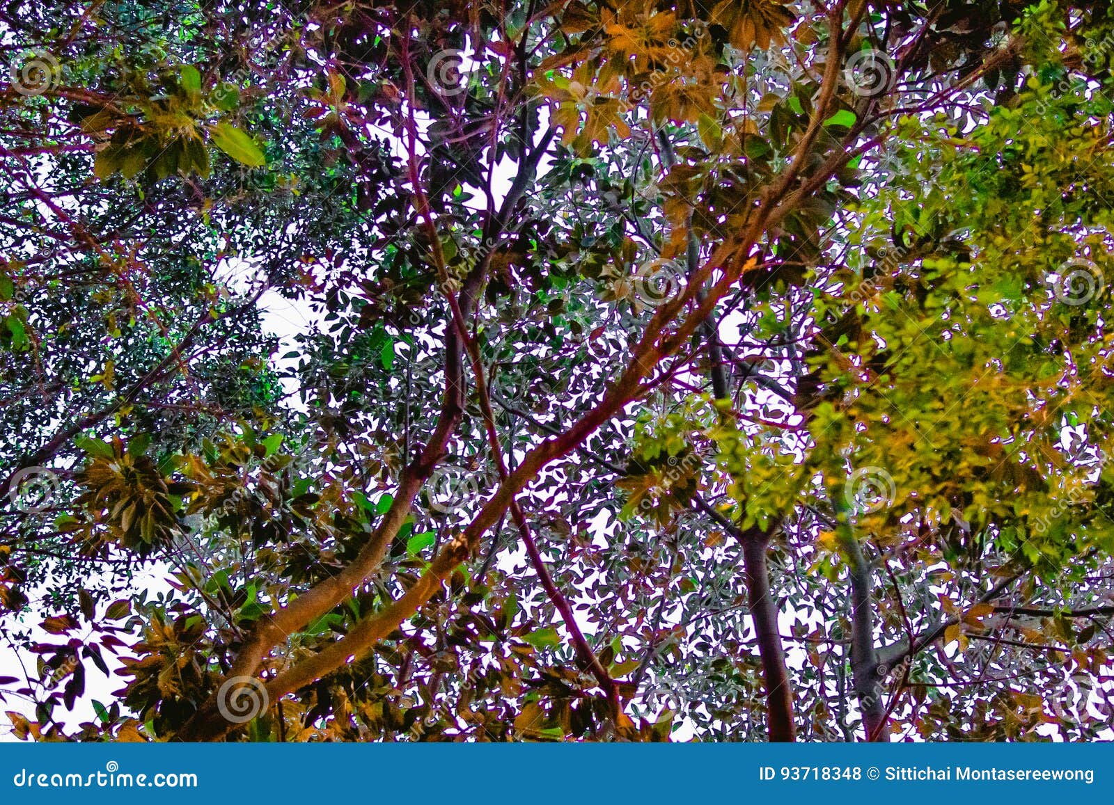 Colorful Trees and Backdrops Stock Photo - Image of bright, numb: 93718348