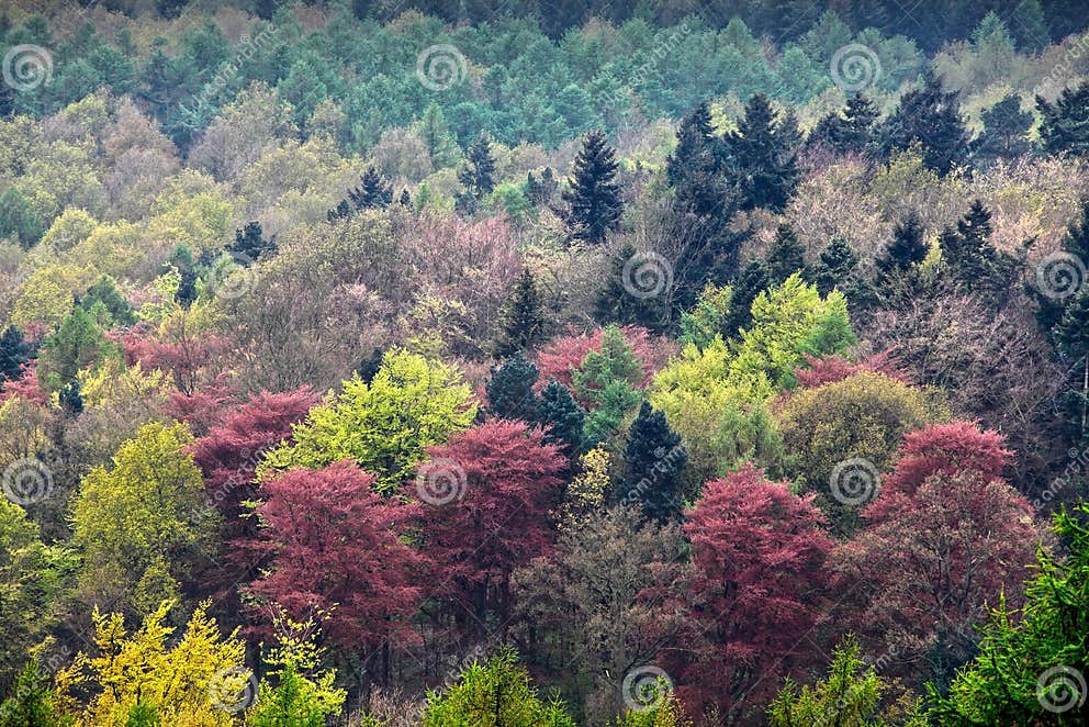 Colorful trees background stock image. Image of colorful - 27011131