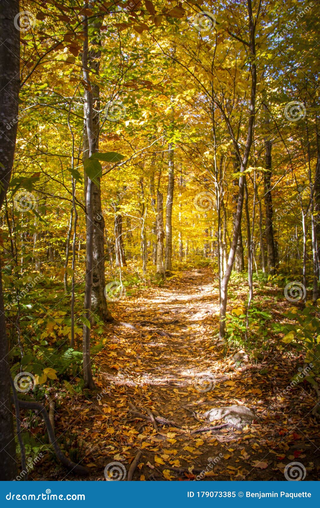 Colorful Trees Changing Color in the Fall in New England Stock Image ...