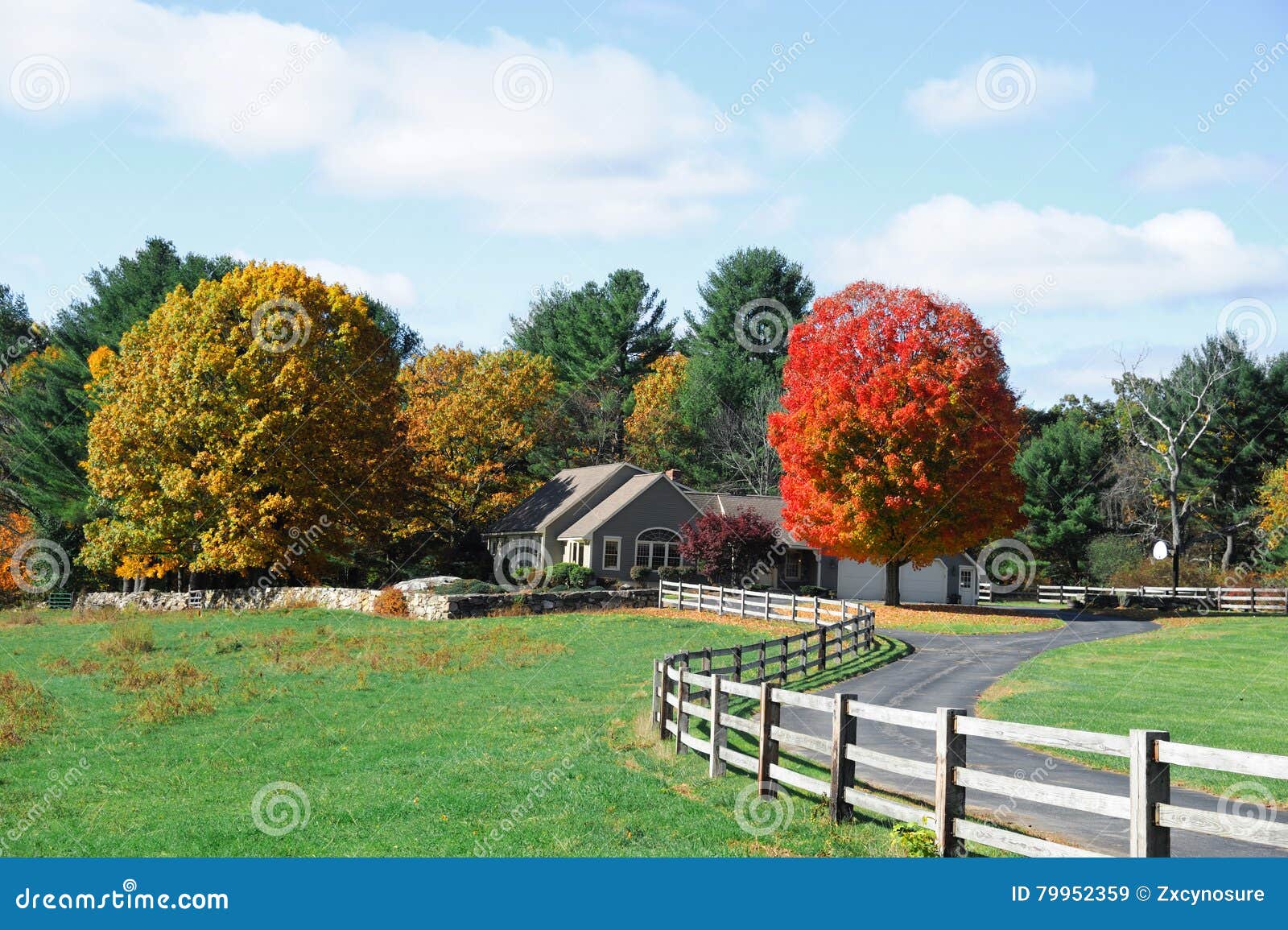 Colorful Trees and Cows in Autumn Farm Stock Image - Image of cattle ...