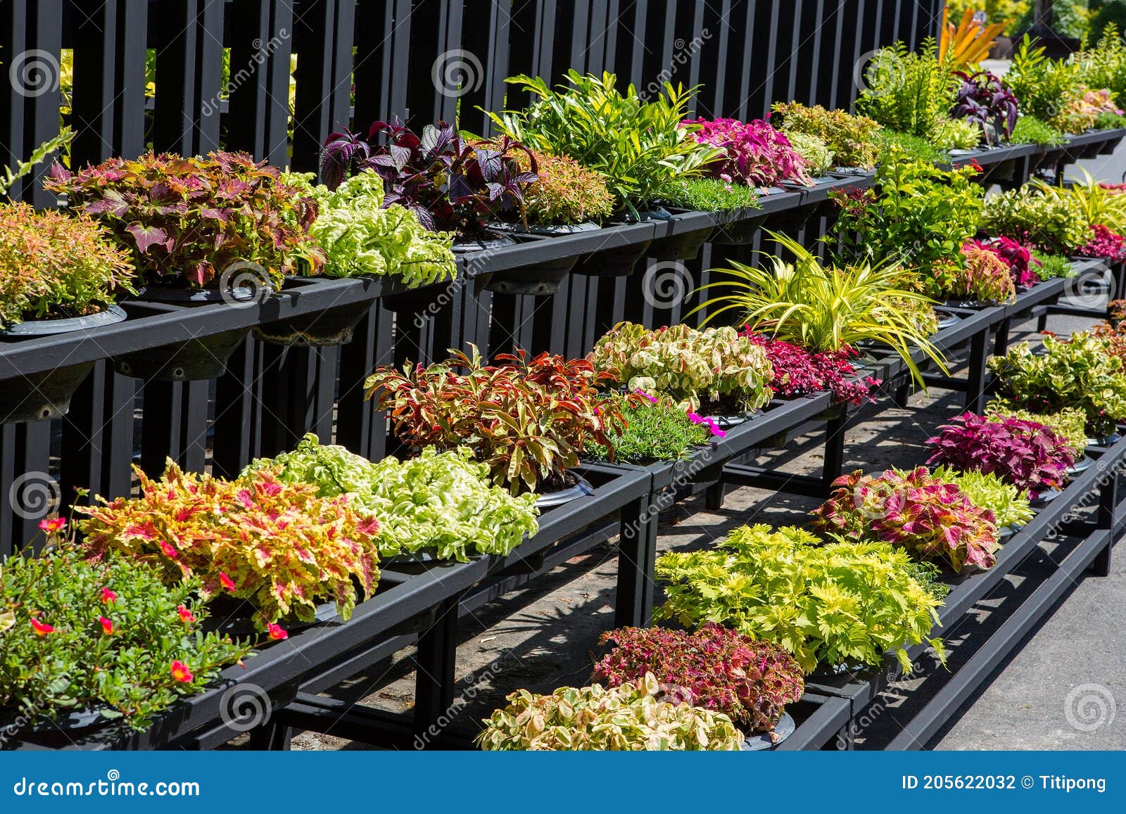 Colorful Trees Decorate Beautifully in the Garden Stock Photo - Image ...