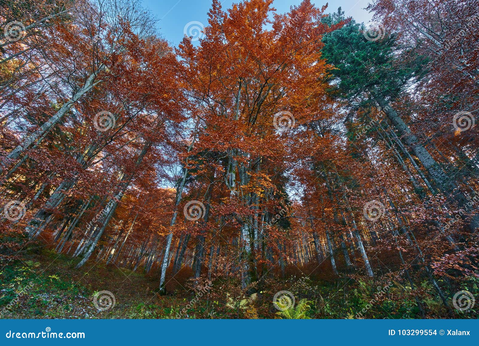 Colorful trees in the fall stock photo. Image of foliage - 103299554