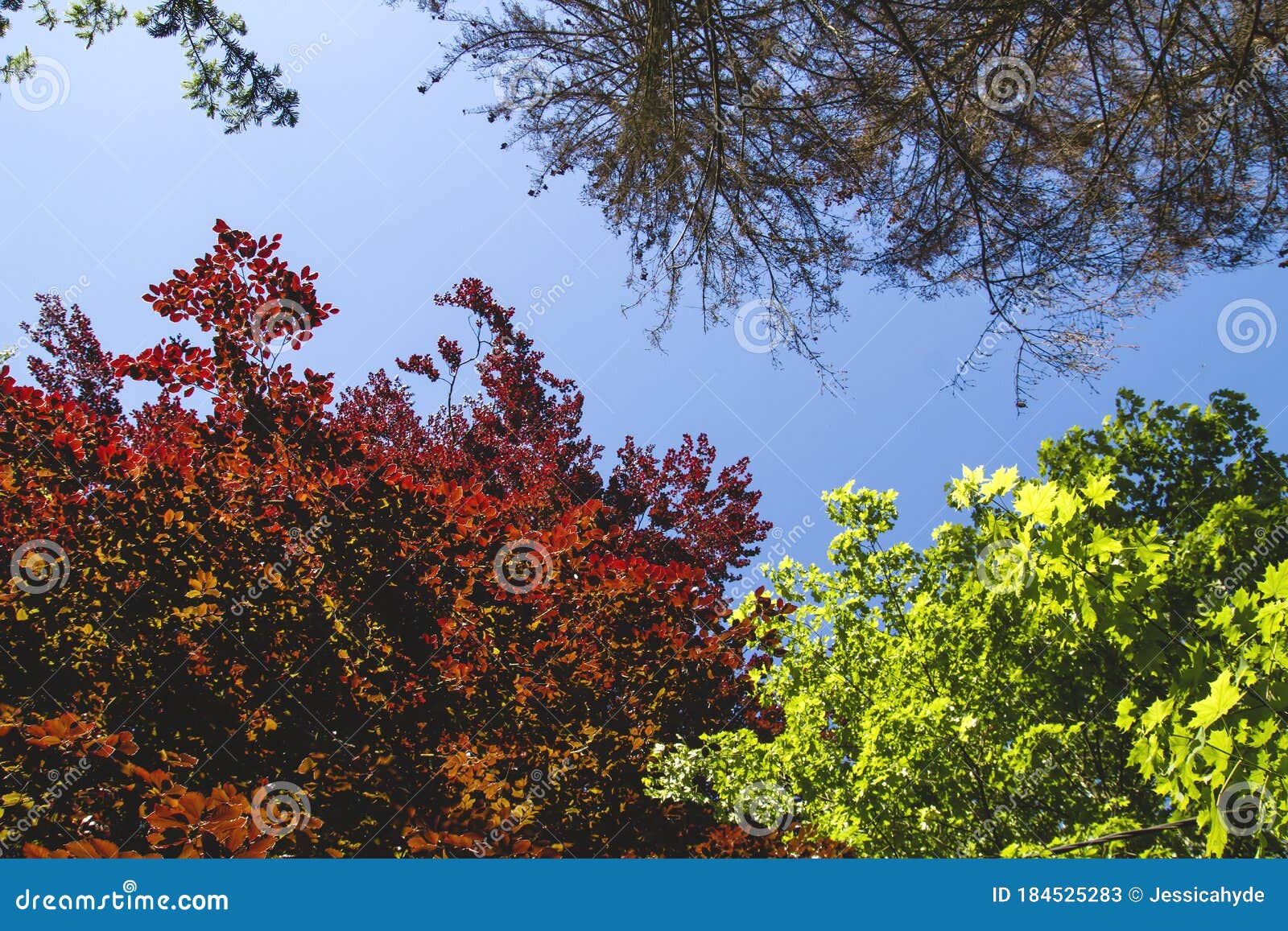 Colorful Trees Foliage in a Mixed Woodland Stock Image - Image of ...