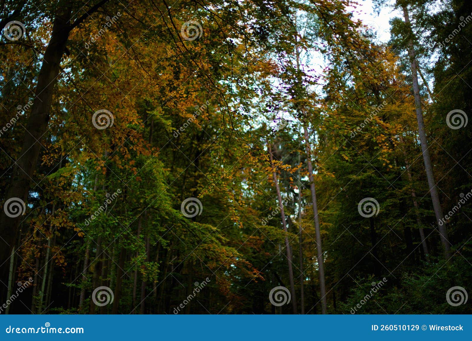 Colorful Trees in a Forest during Autumn Stock Image - Image of colors ...