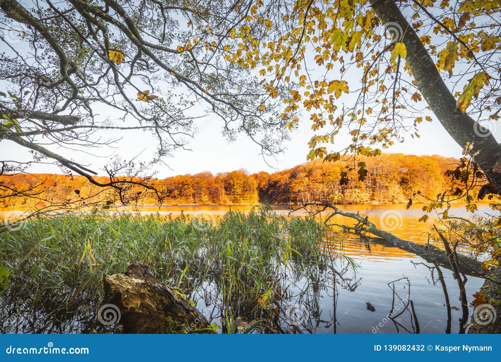 Colorful Trees by a Lake in the Fall Stock Photo - Image of green ...