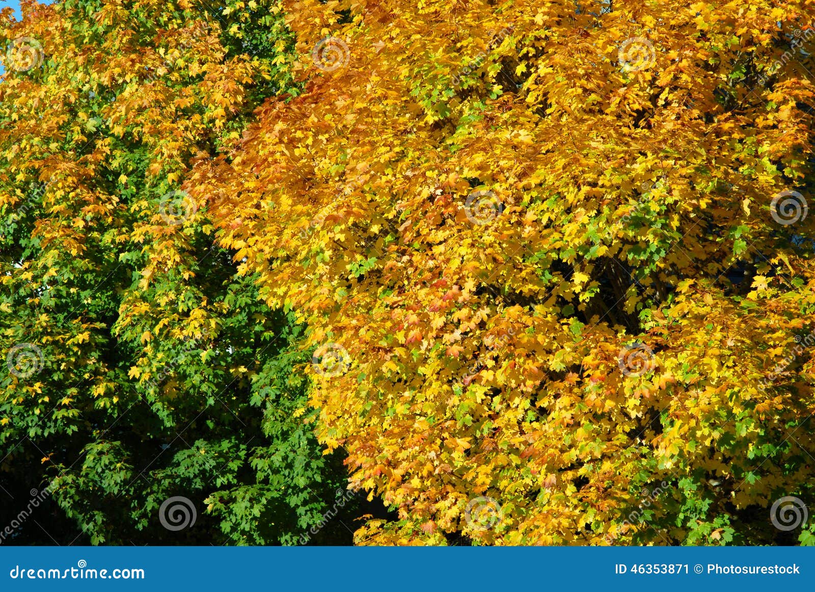 Colorful trees and leaves stock image. Image of golden - 46353871