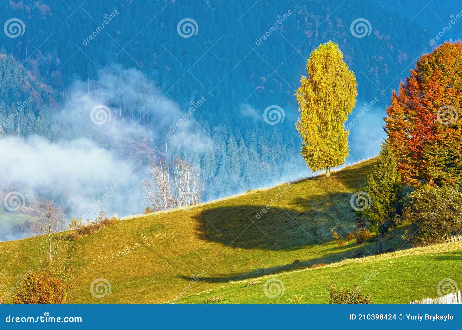 Colorful Trees on Mountainside Stock Photo - Image of season, birch ...