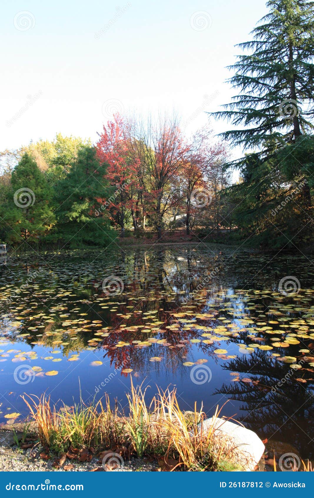 Colorful Trees Reflected in the Water Stock Photo - Image of garden ...