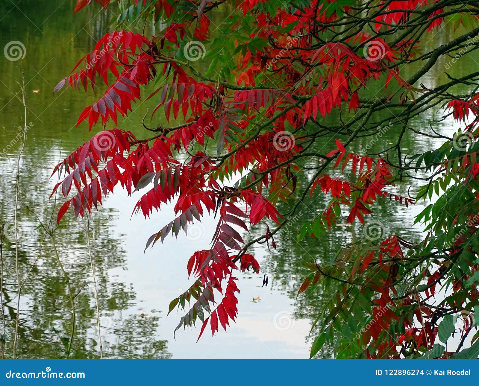 Colorful Trees are Reflected Stock Photo - Image of water, foliage ...