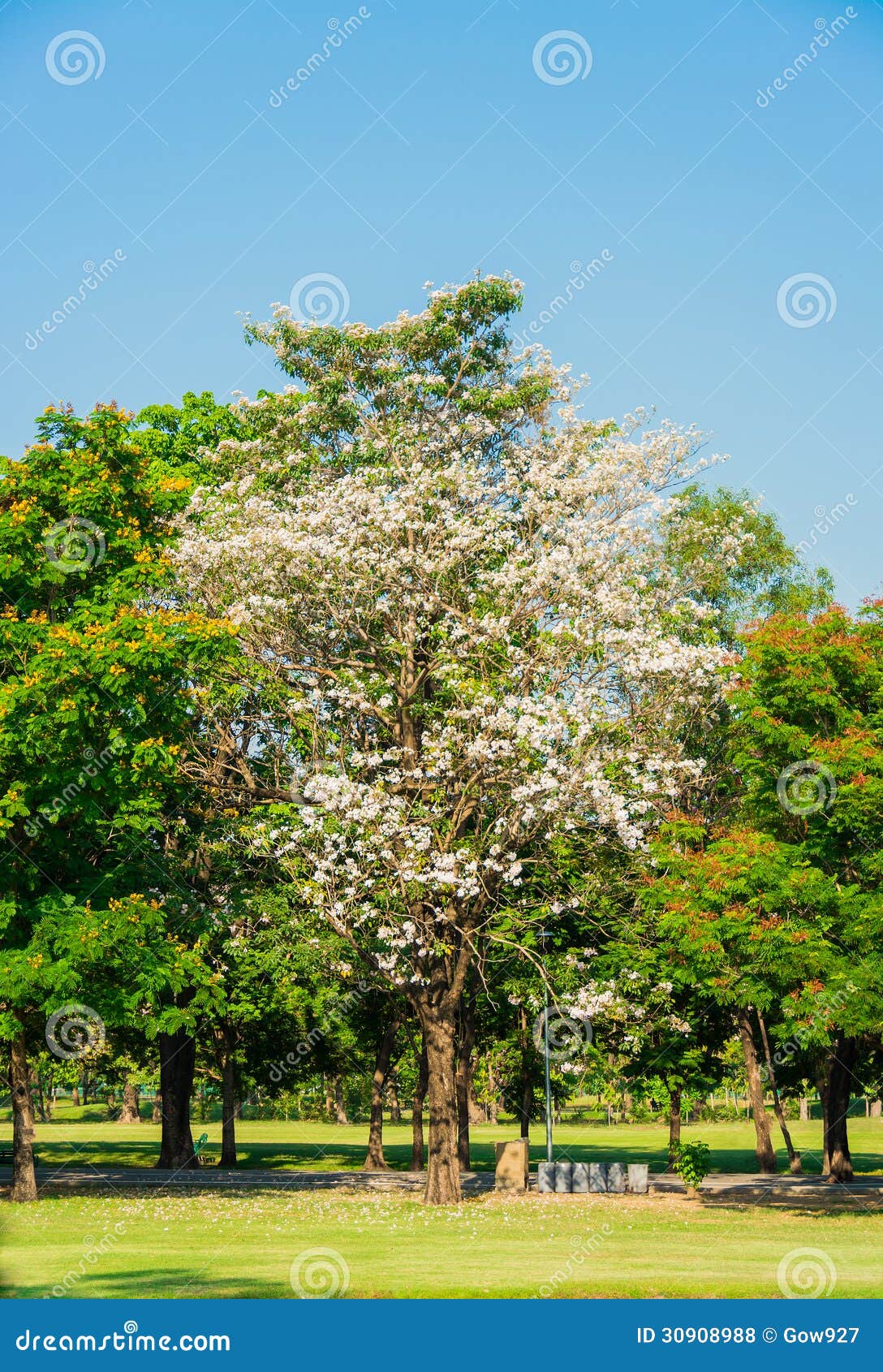 Colorful Trees with White Chinese Rose in the Middle Stock Photo ...