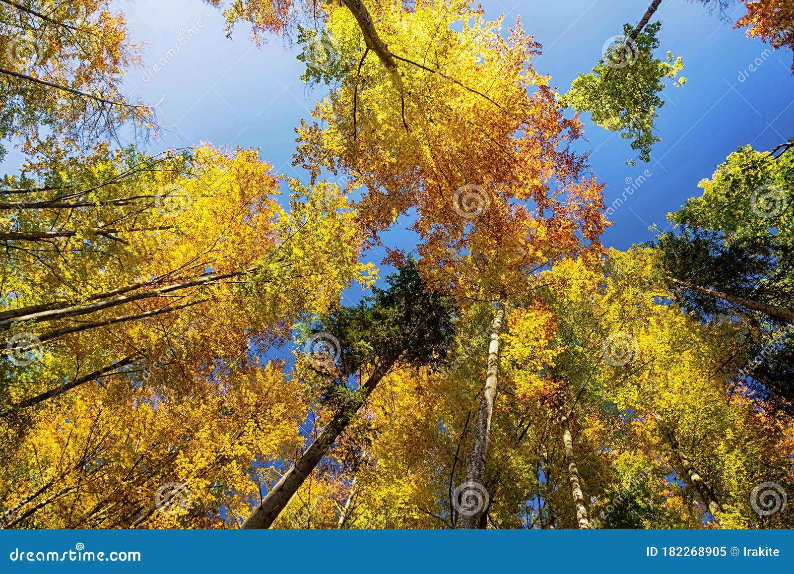 Colorful Treetops in Autumn Stock Image - Image of panoramic ...