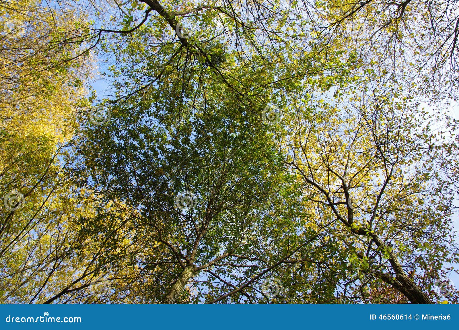 Colorful treetops stock photo. Image of green, dead, fallen - 46560614
