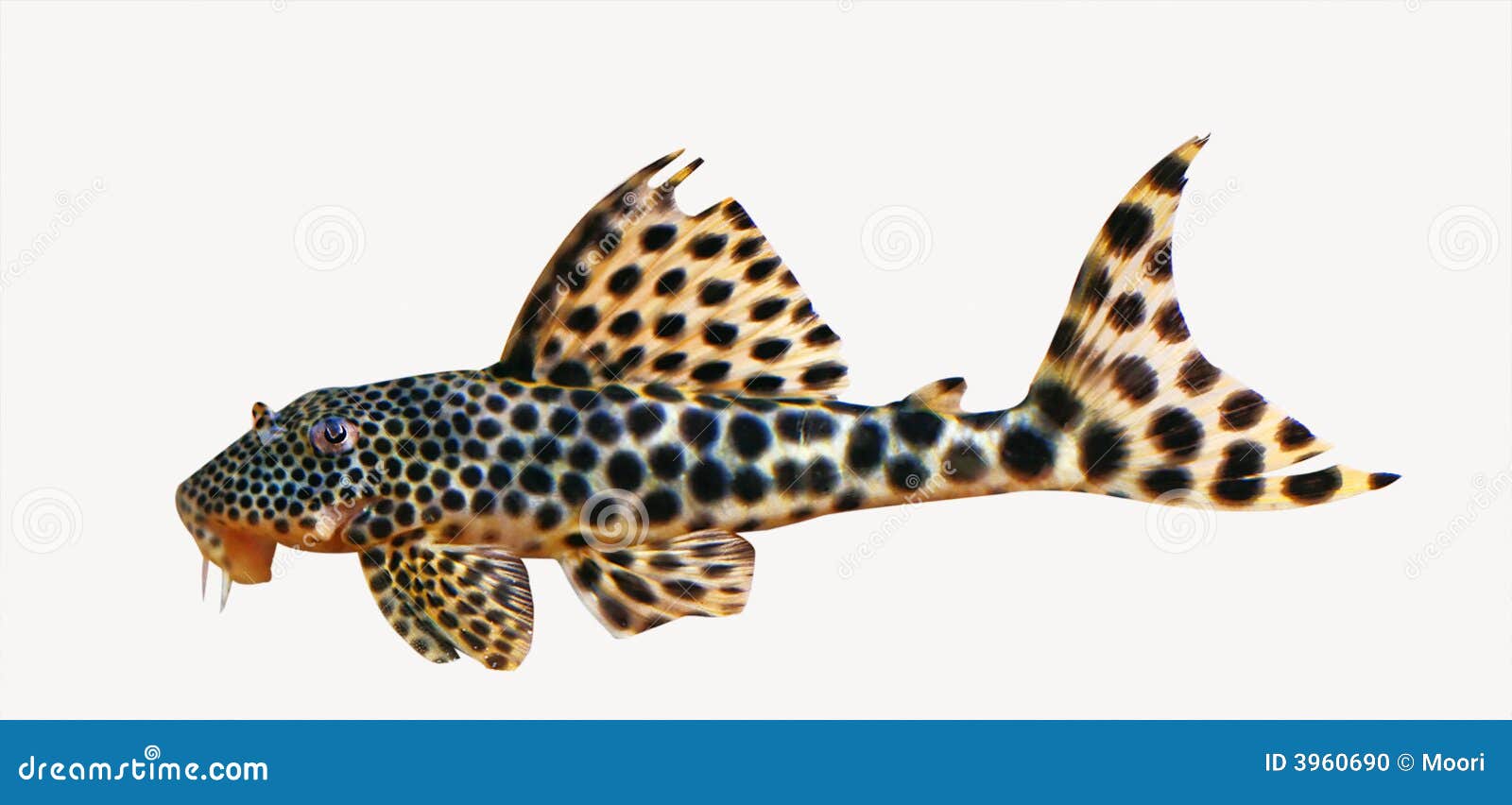 Colorful tropical catfish stock photo. Image of tank, catfish - 3960690