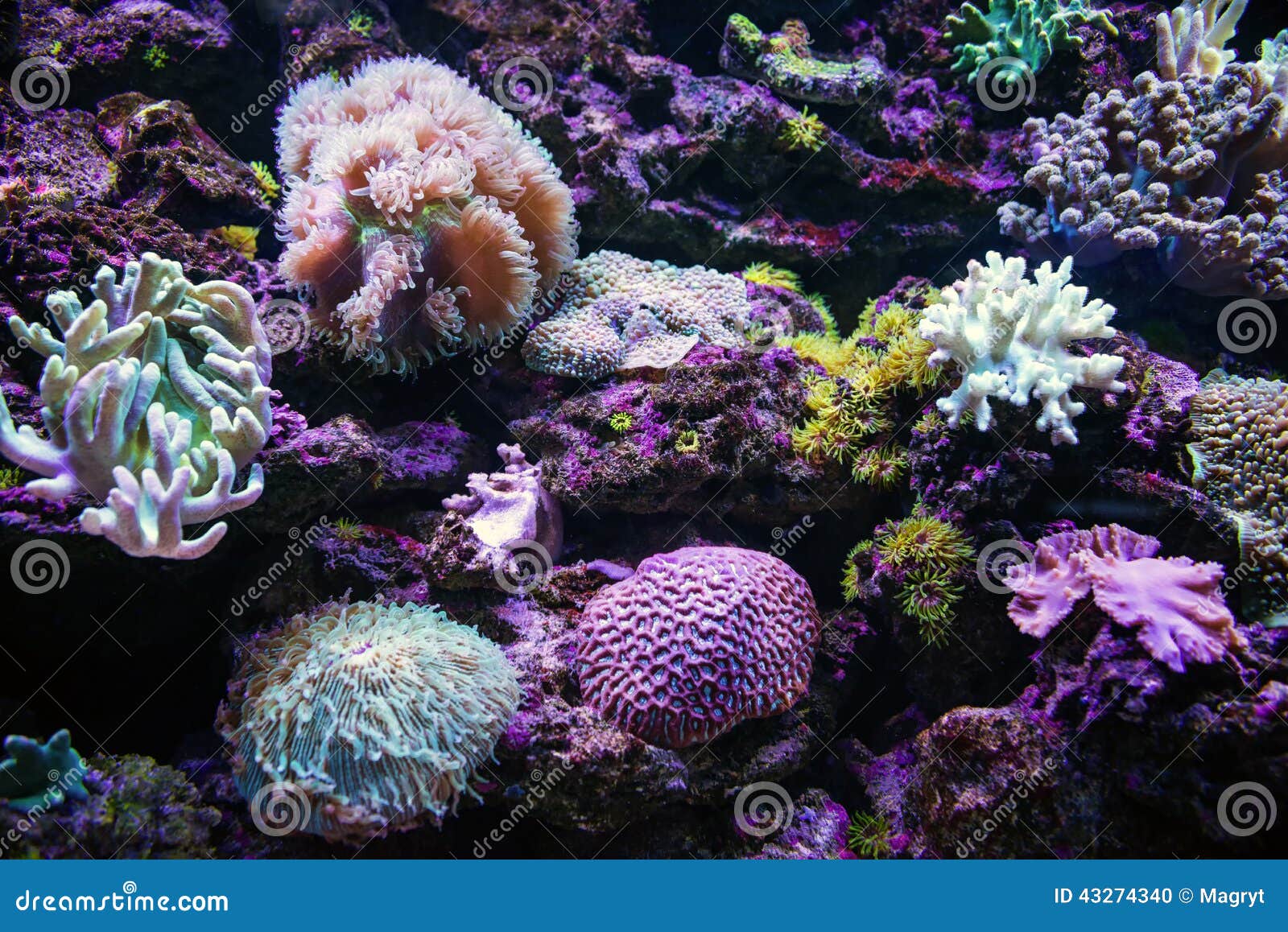 Colorful Tropical Coral Reefs. Underwater Stock Photo - Image of fish ...