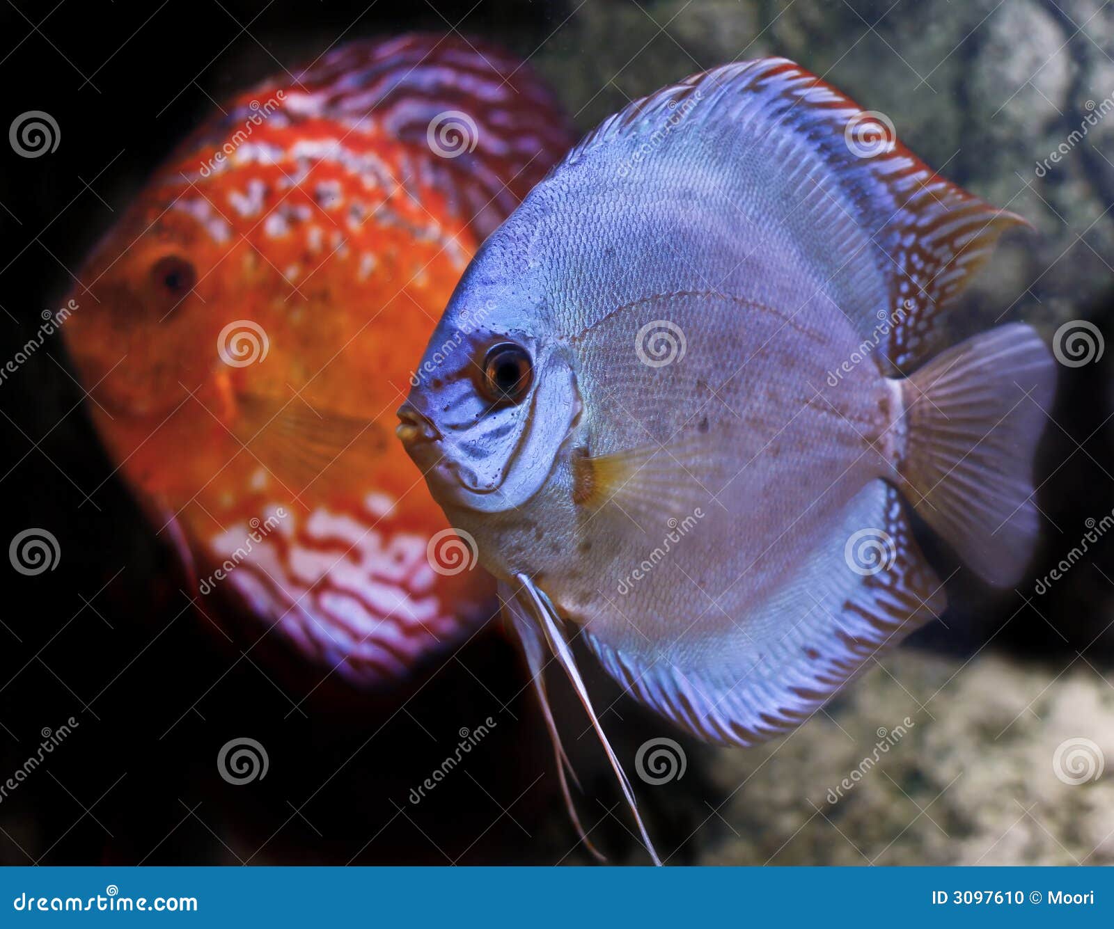 Colorful Tropical Discus Fish Stock Photo - Image of fish, aquatic: 3097610
