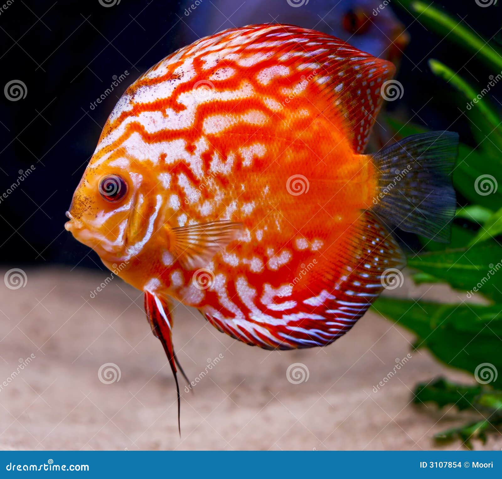 Colorful Tropical Discus Fish Stock Photo - Image of discus ...