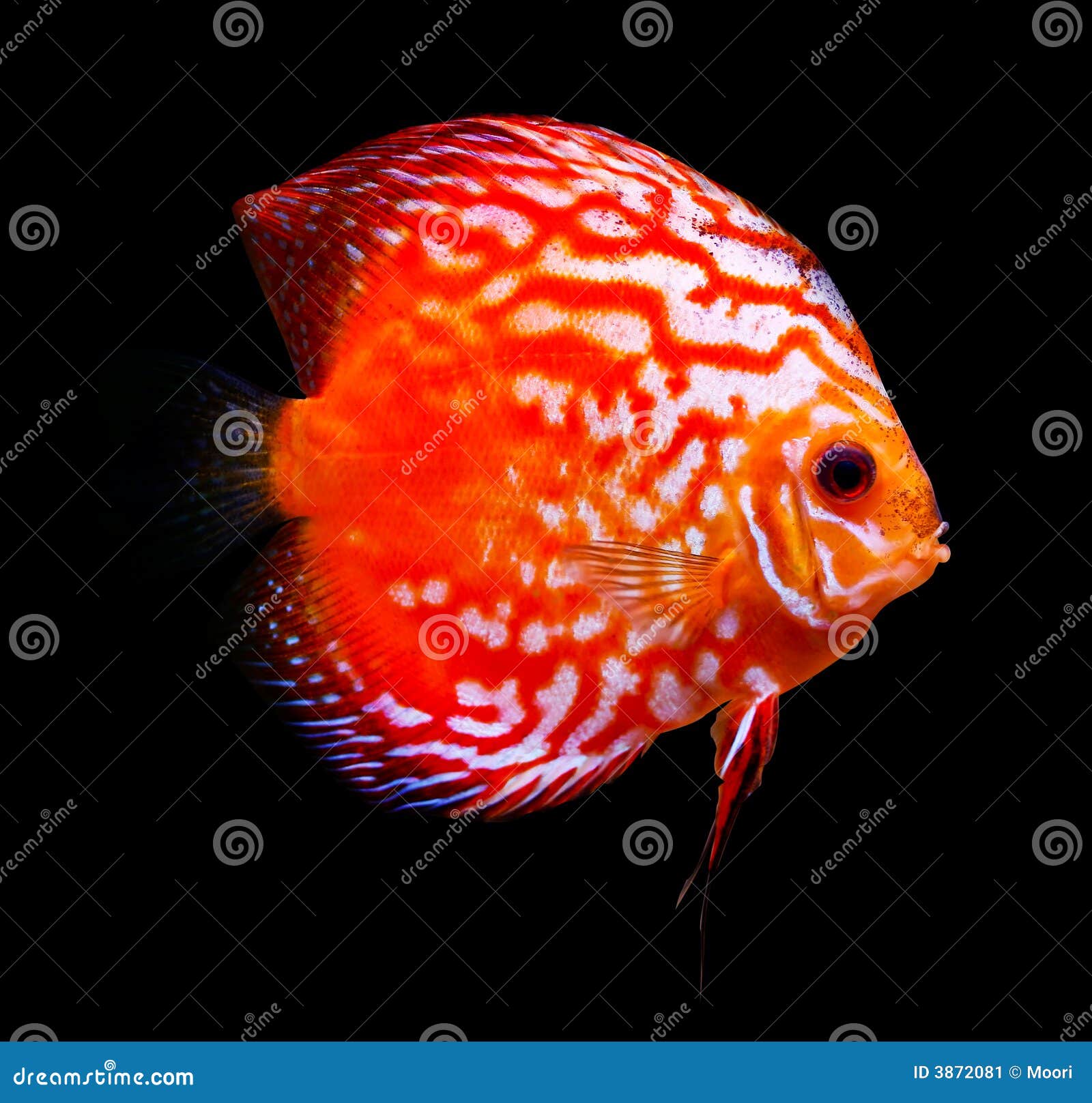Colorful Tropical Discus Fish Stock Image - Image of fins, colored: 3872081