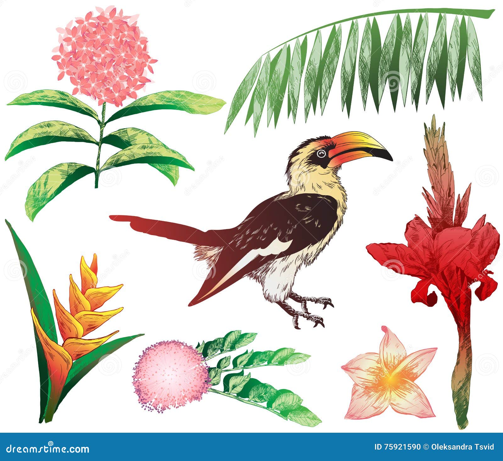 Colorful Tropical Elements for Your Design Stock Vector - Illustration ...