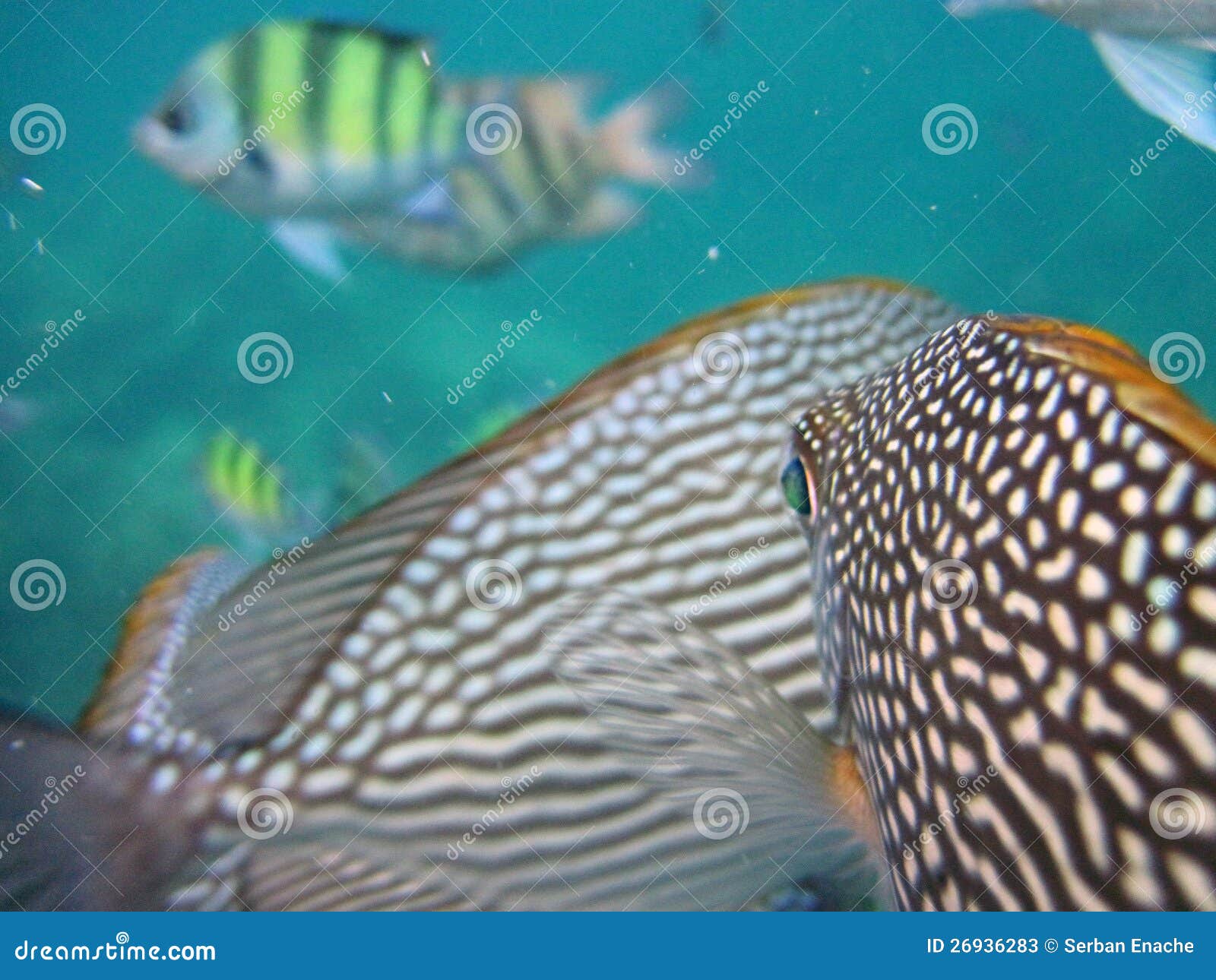 Colorful tropical fish stock image. Image of andaman - 26936283