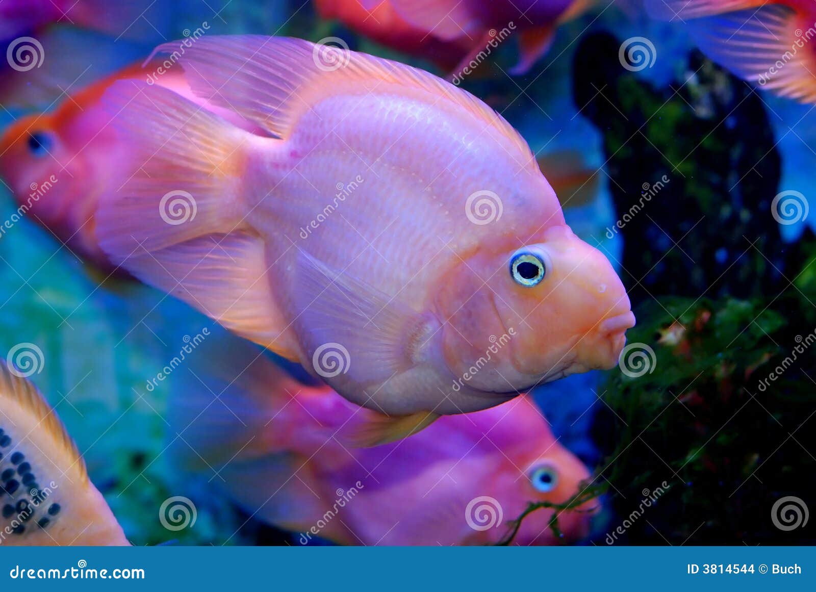 Colorful tropical fish stock photo. Image of tropical - 3814544