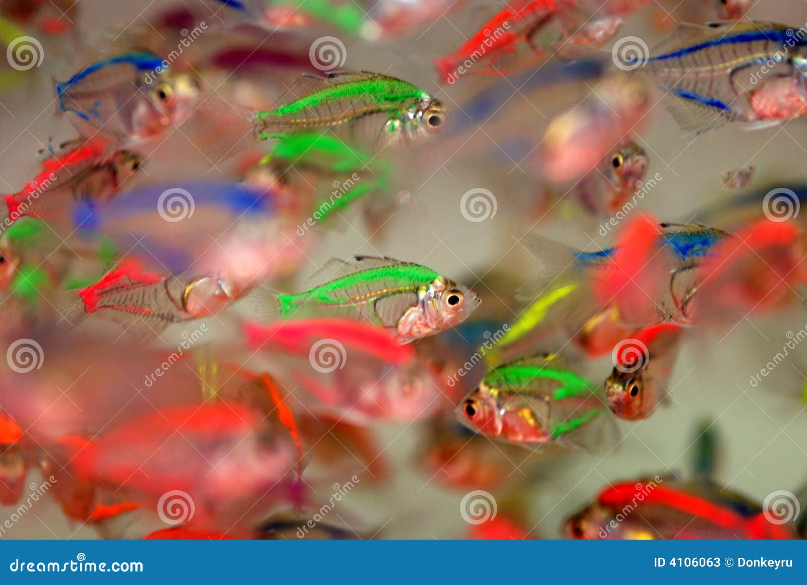 Colorful Tropical Fish Stock Photography | CartoonDealer.com #11232104