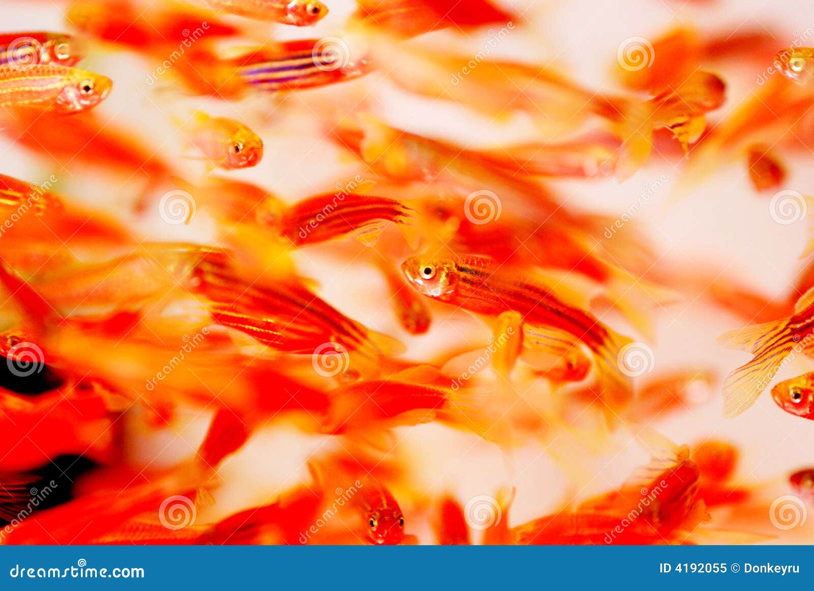 Colorful tropical fish stock image. Image of golden, aquarium - 4192055
