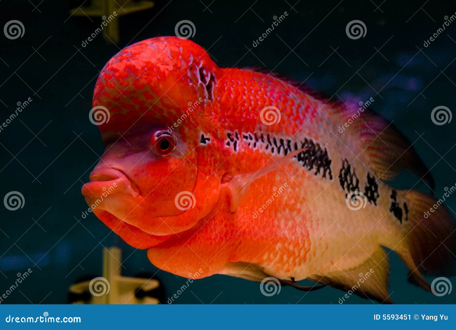 Colorful tropical fish stock image. Image of marine, tropical - 5593451