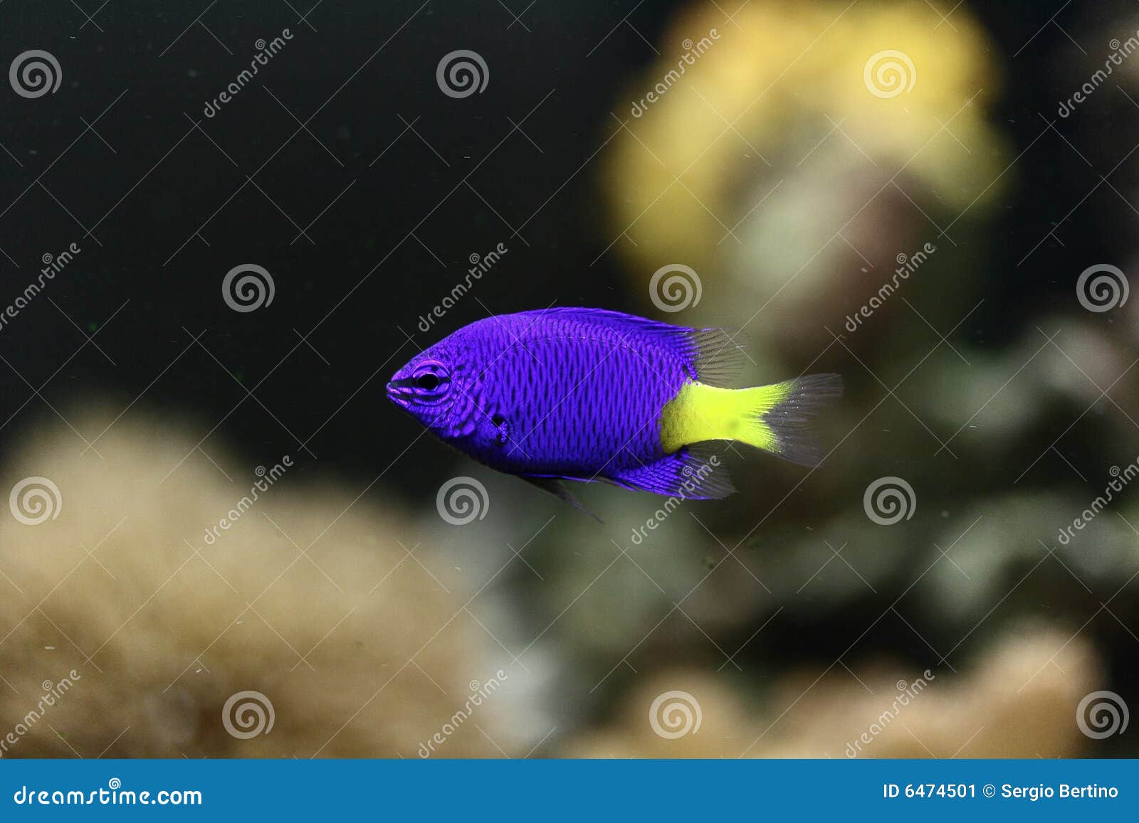 Colorful Tropical Fish stock image. Image of detail, details - 6474501