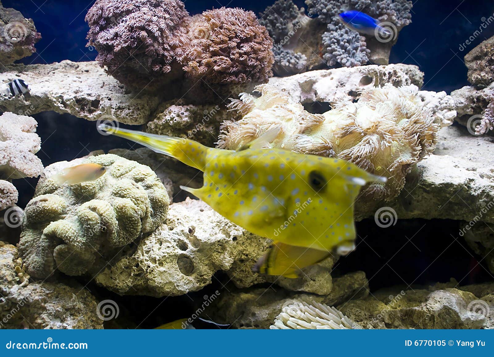 Colorful tropical fish stock image. Image of ocean, reef - 6770105